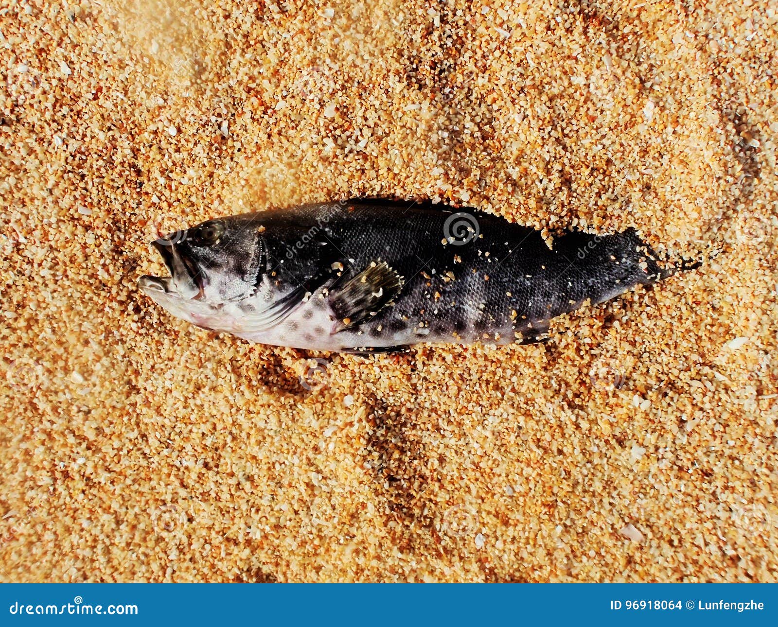Dead Fish on the Sand Beach Stock Photo - Image of nature, decay: 96918064