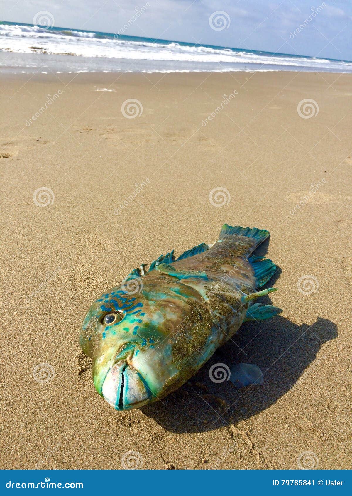 Dead fish stock image. Image of pacific, fish, ocean - 79785841