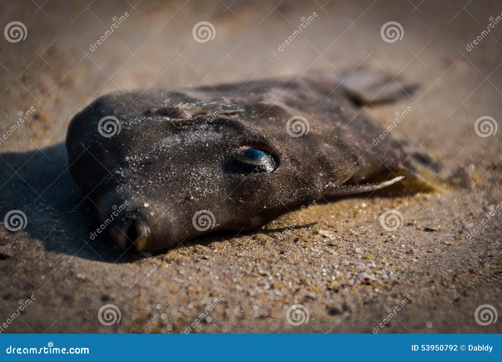 Dead Fish on Sand stock photo. Image of moribund, environment - 53950792