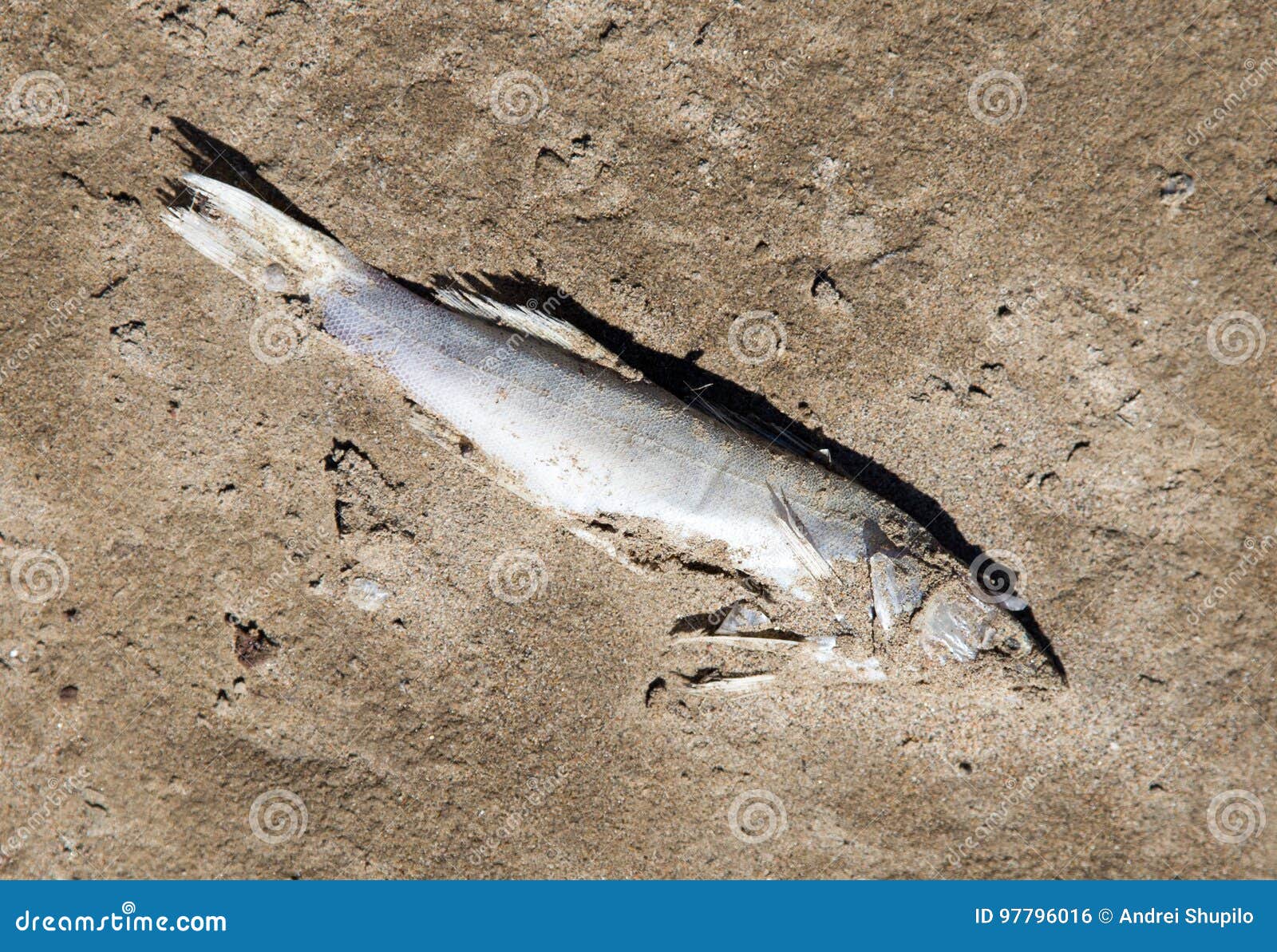 Dead Fish on the Sand in the Desert Stock Photo - Image of ground, sand ...
