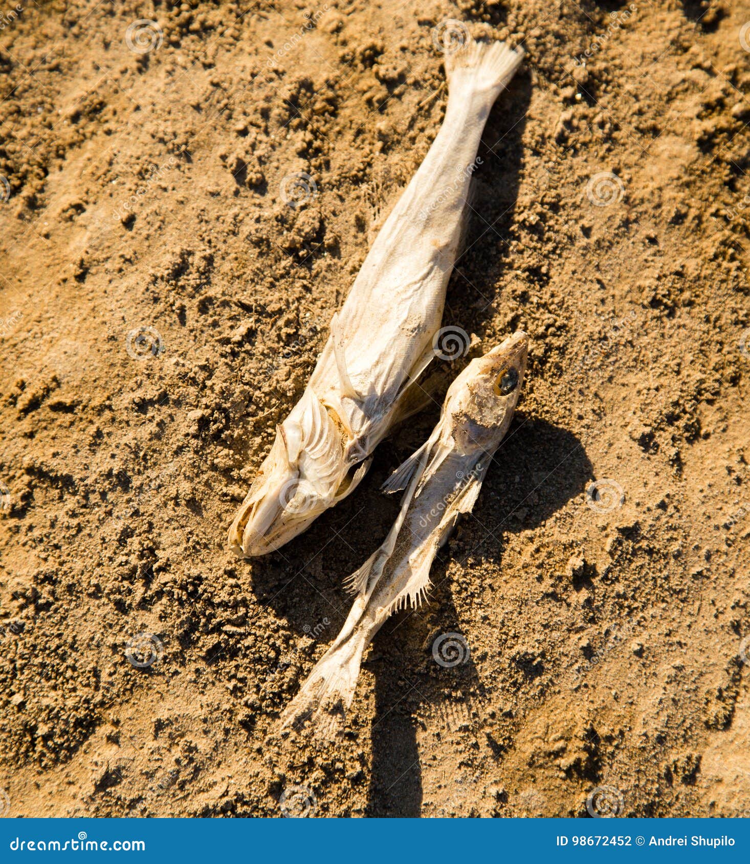 Dead Fish on the Sand in the Desert Stock Photo - Image of environment ...