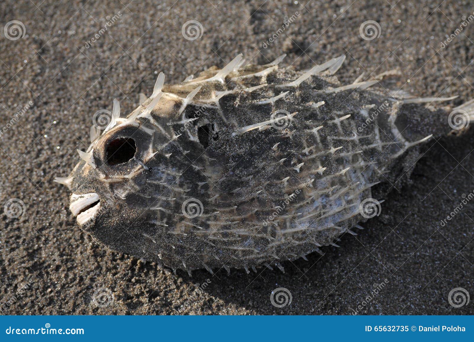 Dead fish on sand stock image. Image of carcasse, dark - 65632735