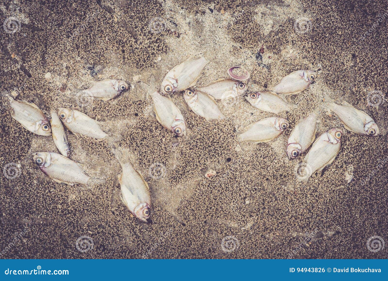 Dead fish on the sand stock photo. Image of small, environmental - 94943826