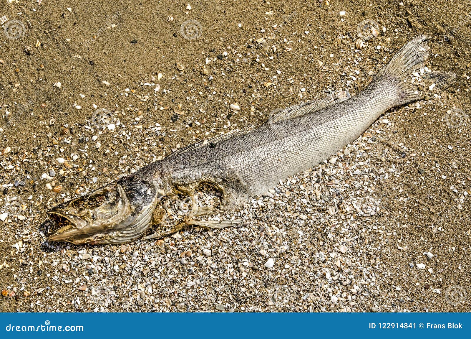 Dead fish on the beach stock image. Image of animal - 122914841