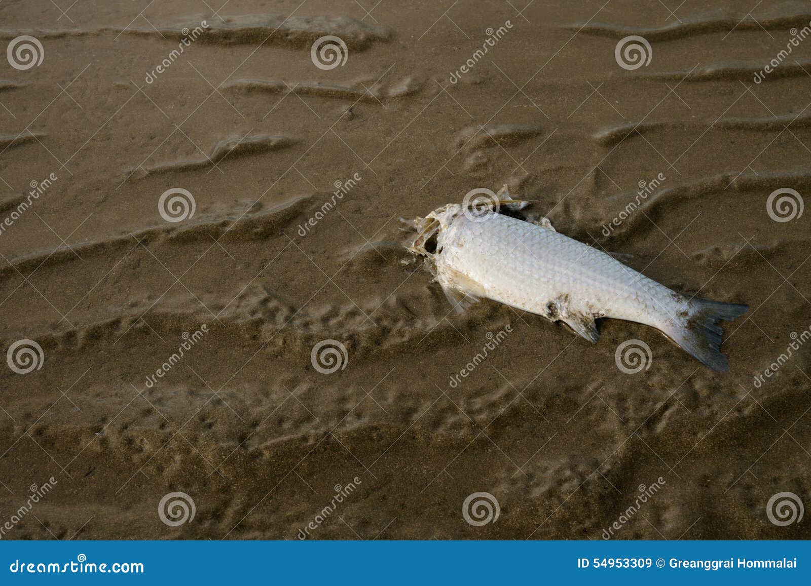 Fish Sand Smelt Swimming Underwater In The Sea Atherina Presbyter Stock ...