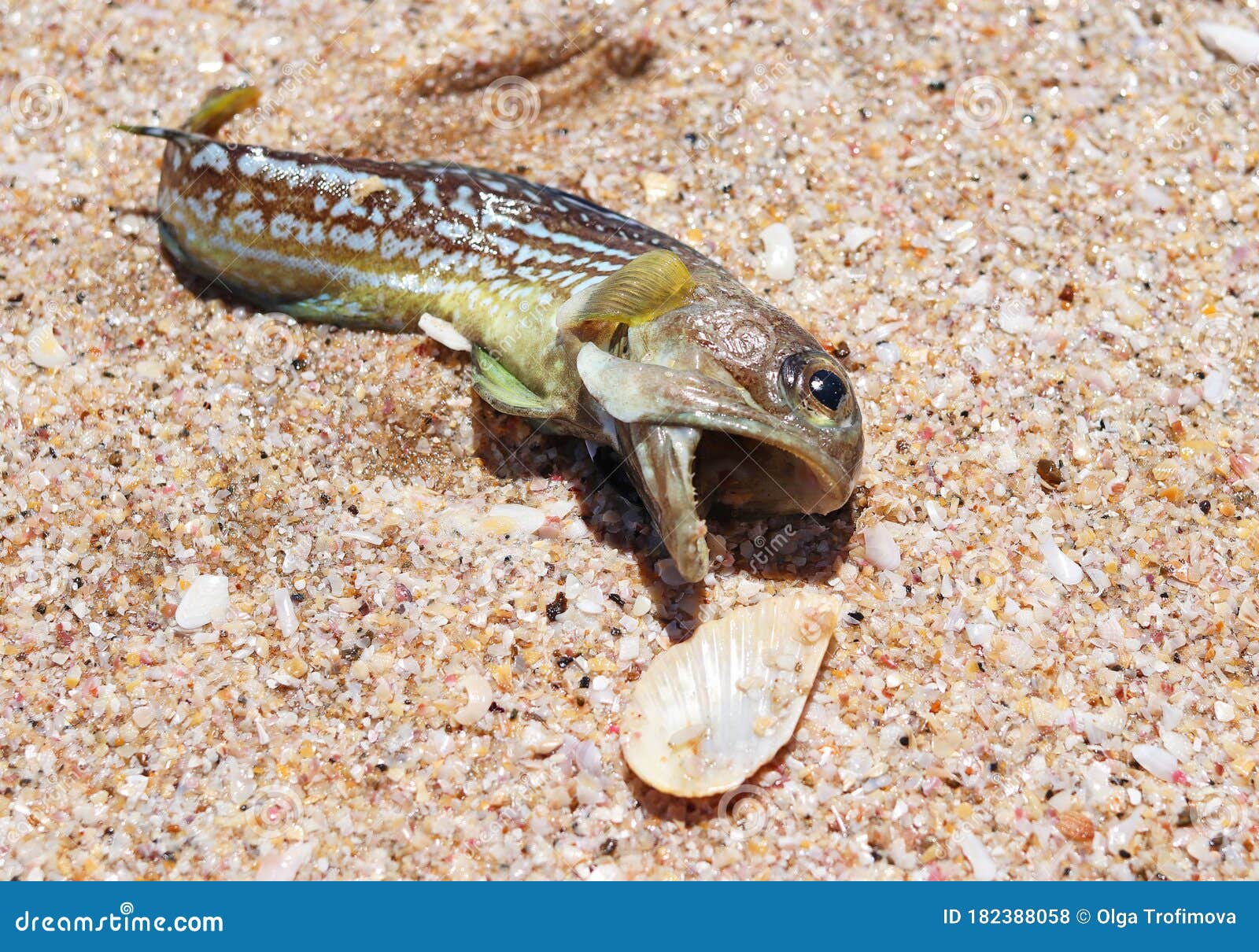 Dead Fish on a Sandy Beach. the Concept of Environmental Pollution ...