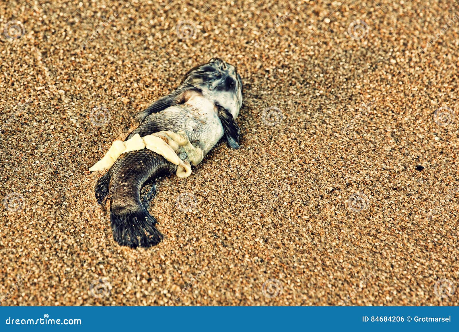 Dead fish on sandy beach. stock photo. Image of sand - 84684206