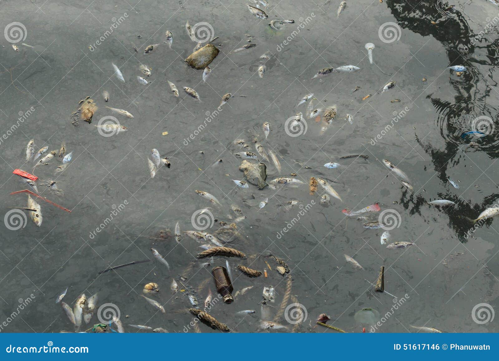 Dead fish in the sea stock photo. Image of orange, fish - 51617146
