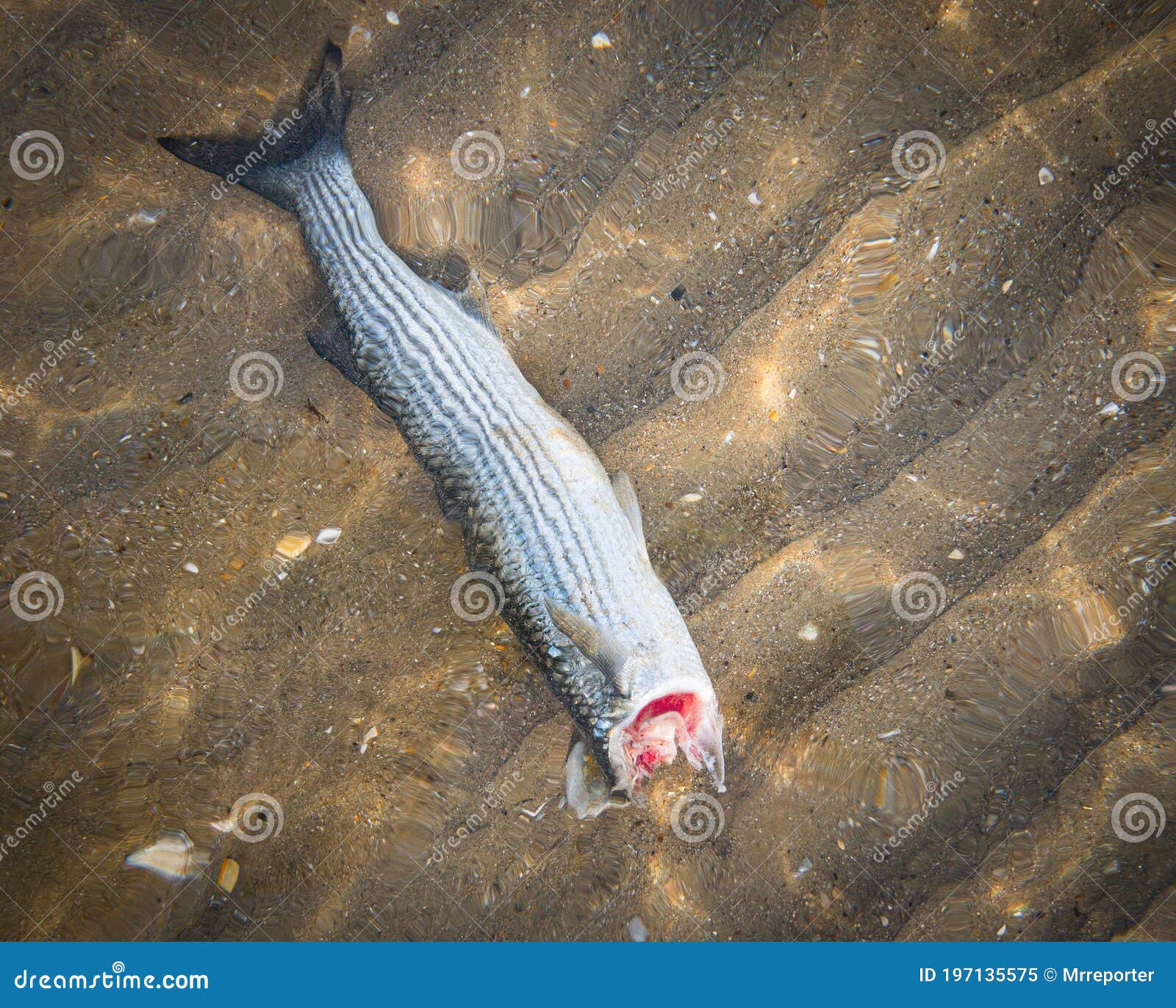 Dead fish stock image. Image of beach, fish, coast, sewage - 197135575