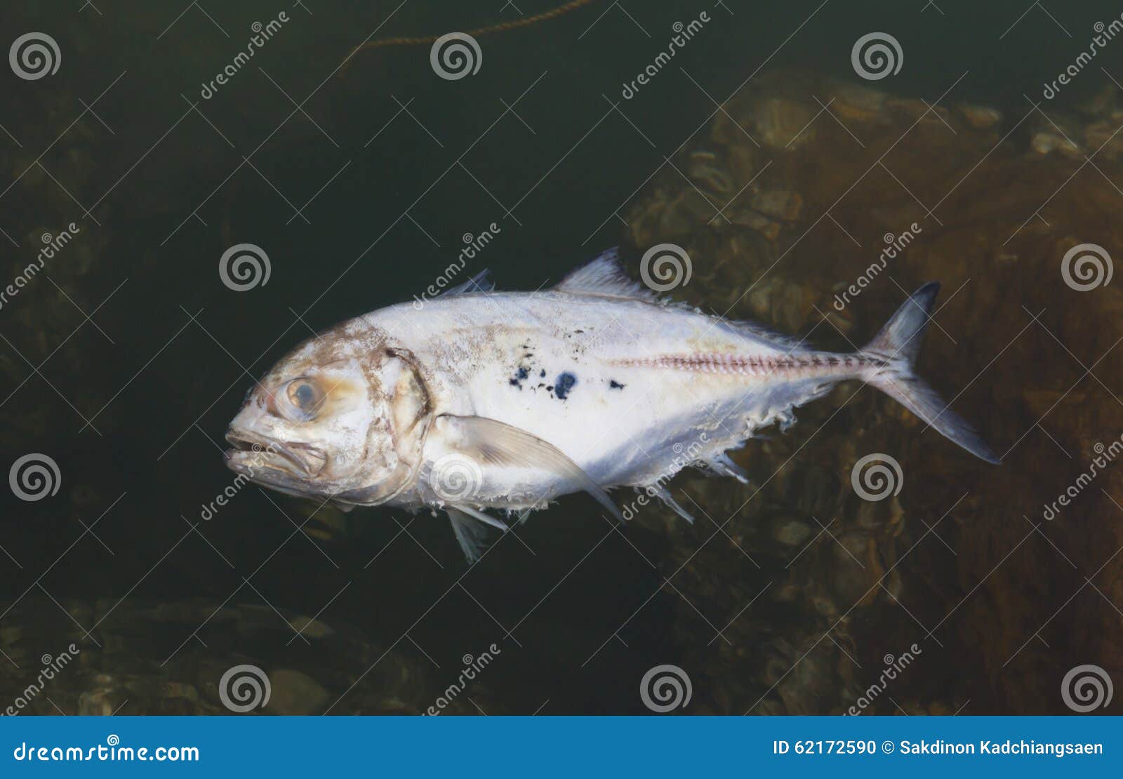 Dead fish in the sea stock photo. Image of breathe, animal - 62172590