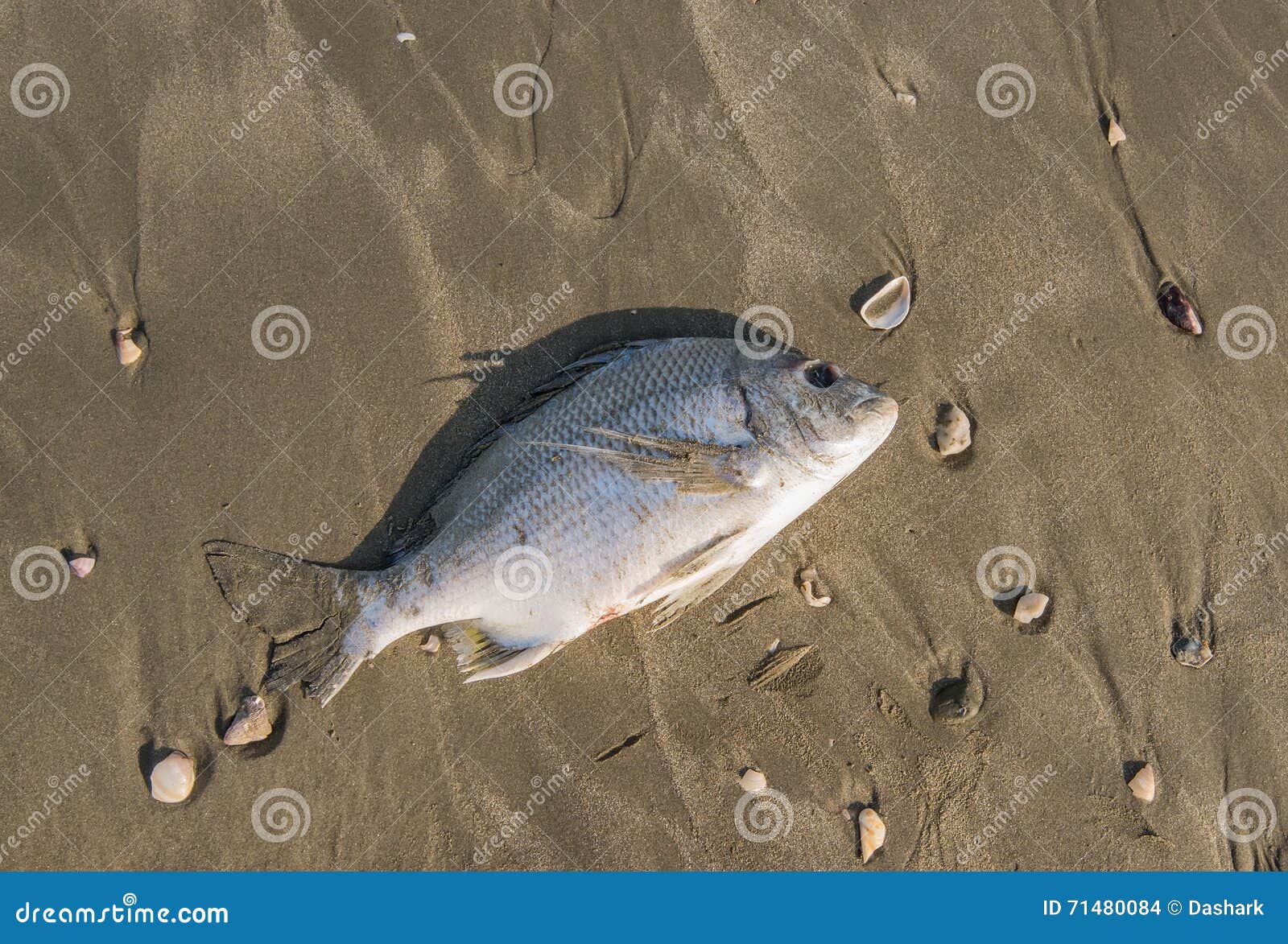 Dead fish stock photo. Image of beach, environment, disaster - 71480084