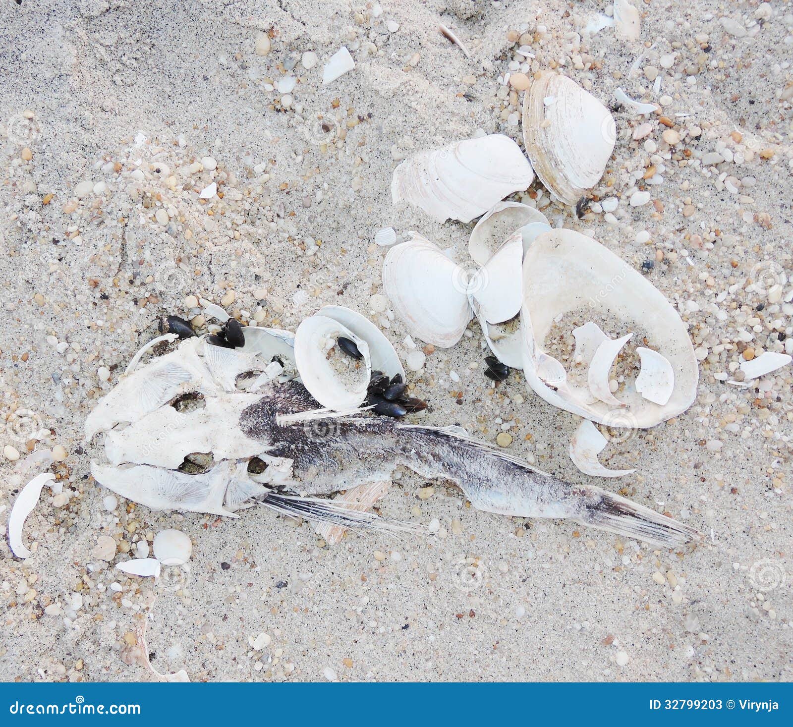 Dead fish and shell stock image. Image of coast, star - 32799203