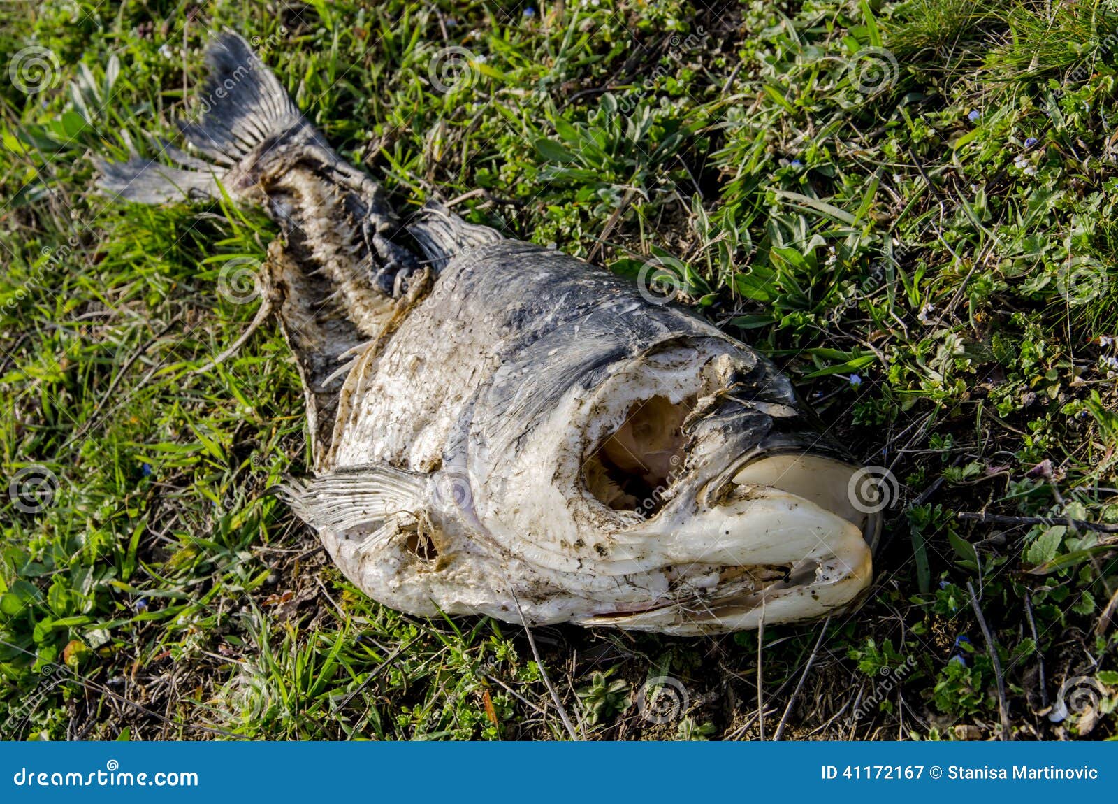 Dead fish stock image. Image of outdoors, environment - 41172167