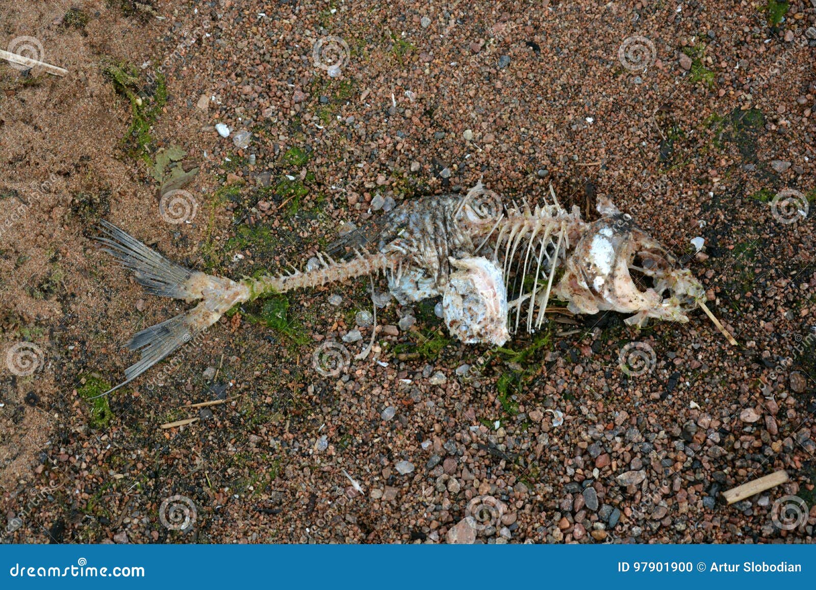 Dead Fish on the Shore Decomposes Stock Photo - Image of disaster ...