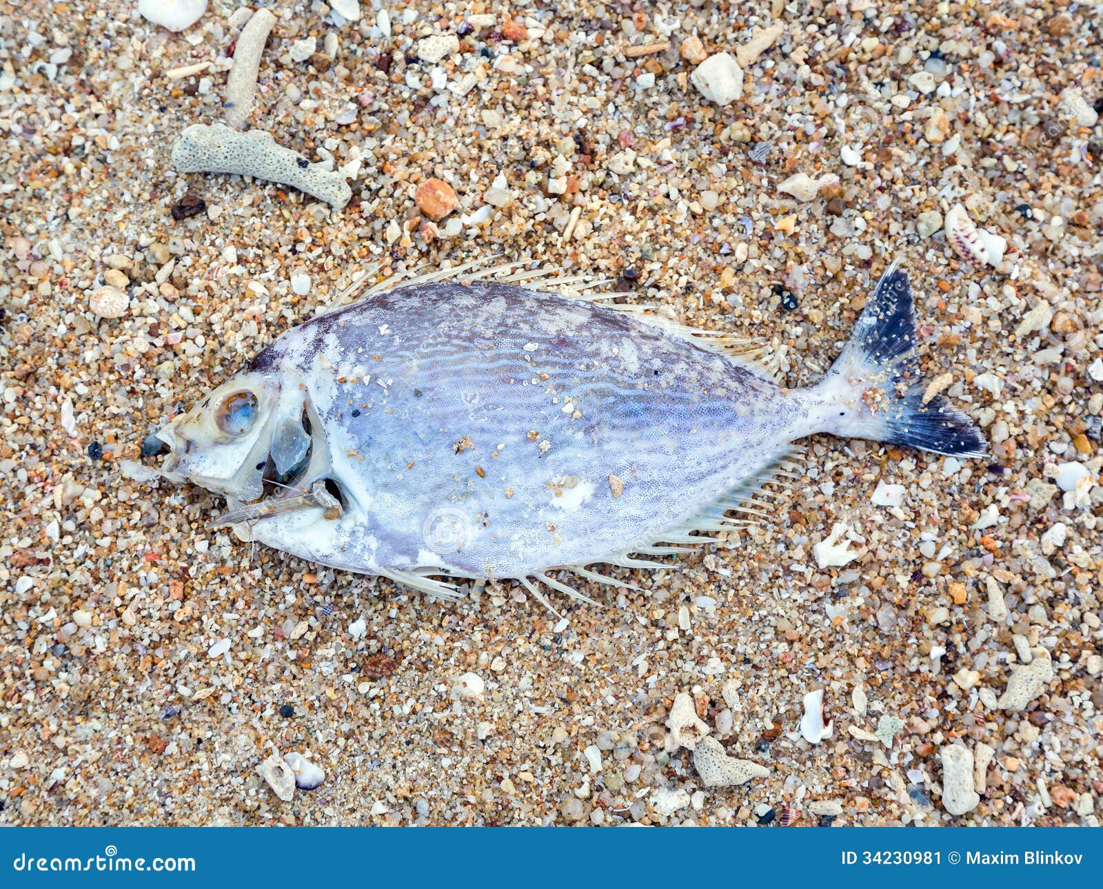 Dead fish stock image. Image of decay, danger, ecological - 34230981
