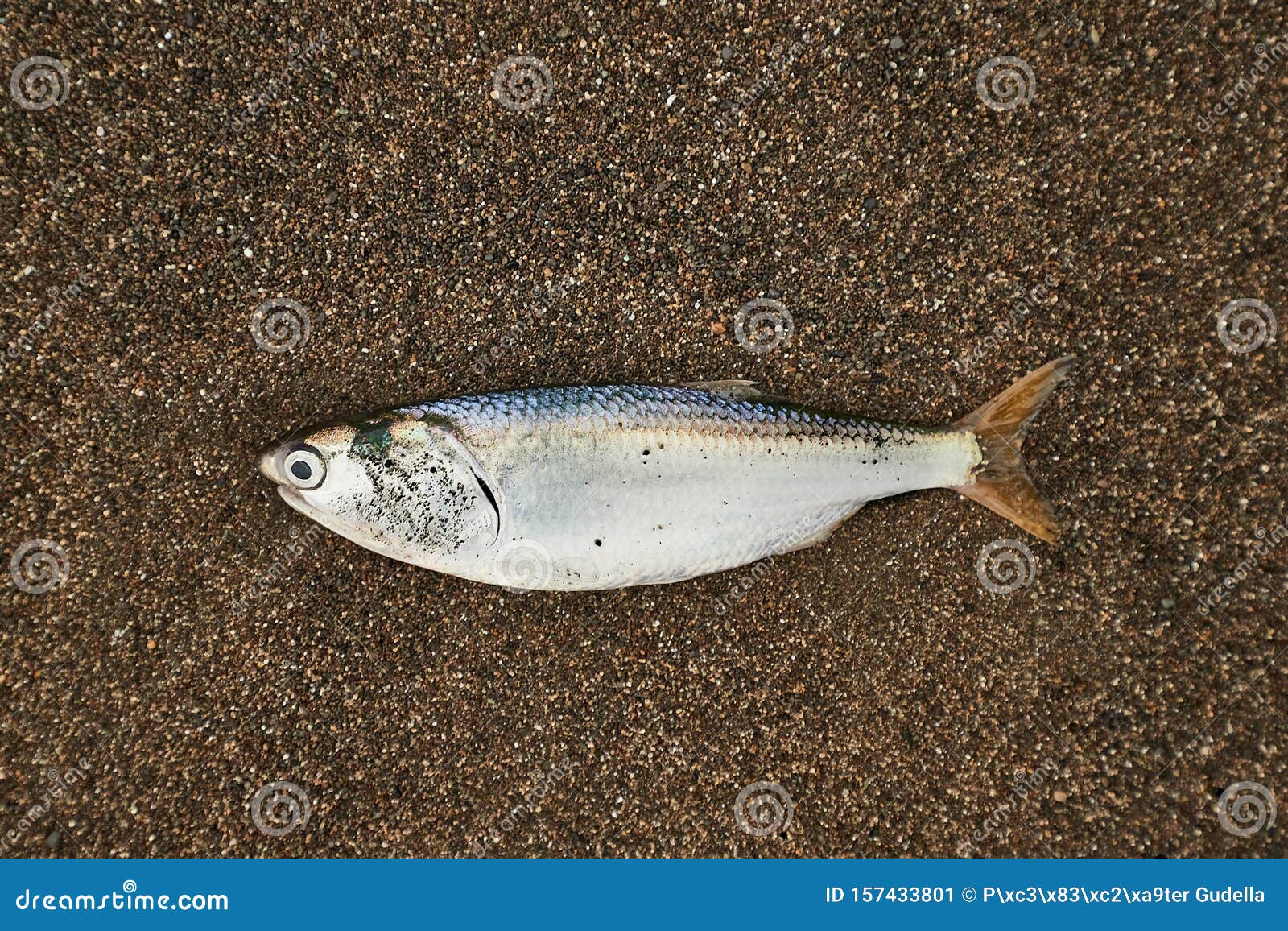 Dead fish on shore stock image. Image of sandy, closeup - 157433801