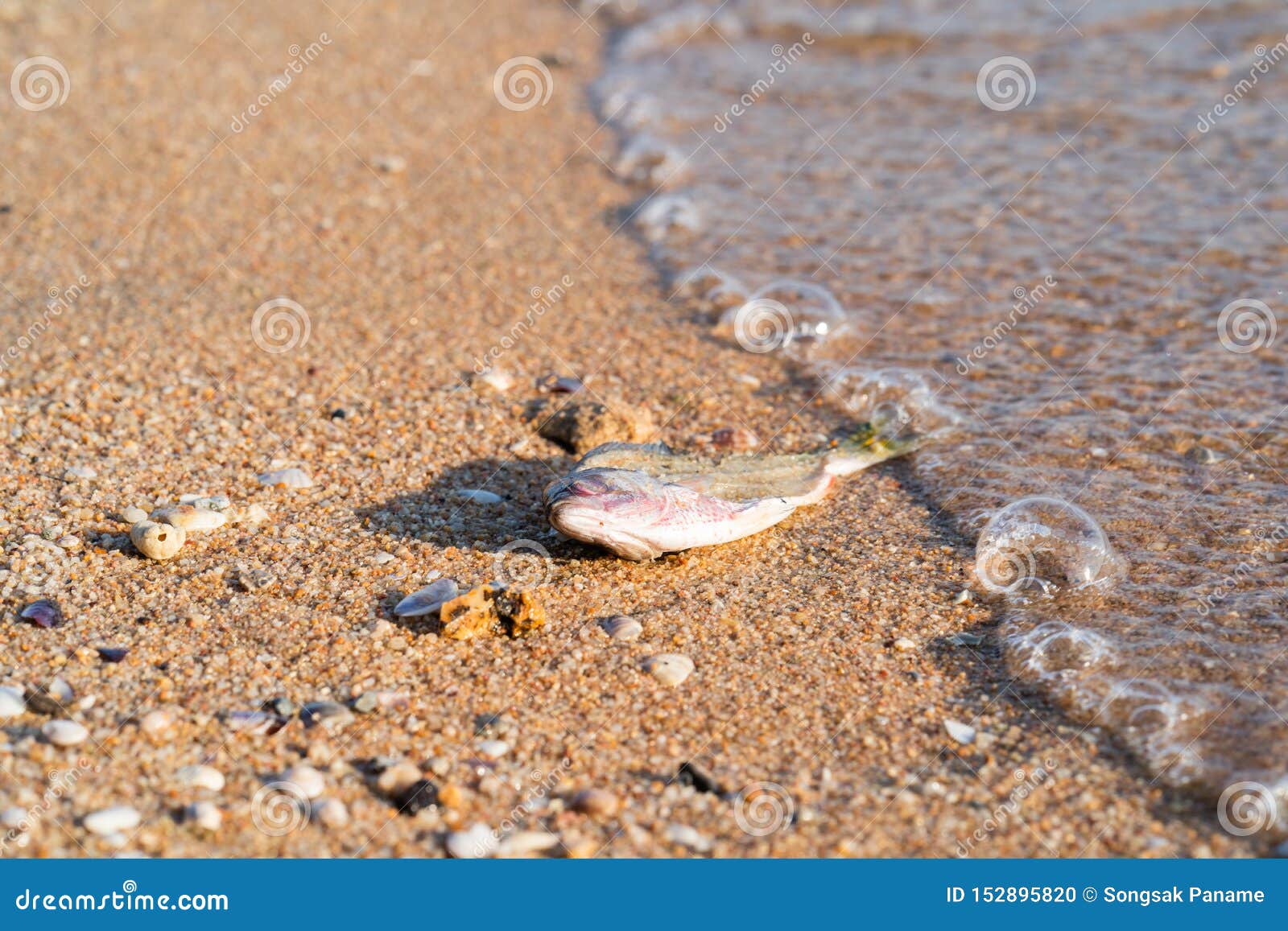 Dead fish at shore stock photo. Image of ocean, fish - 152895820