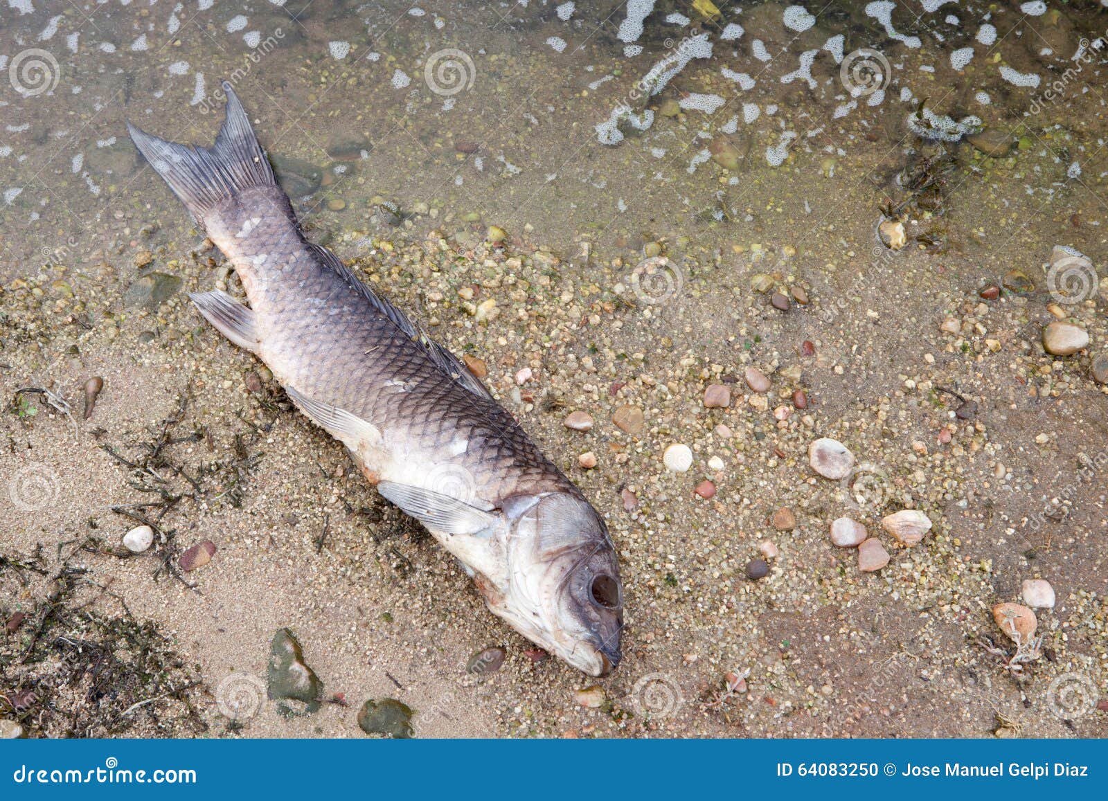 Dead fish on the shore stock photo. Image of death, dead - 64083250