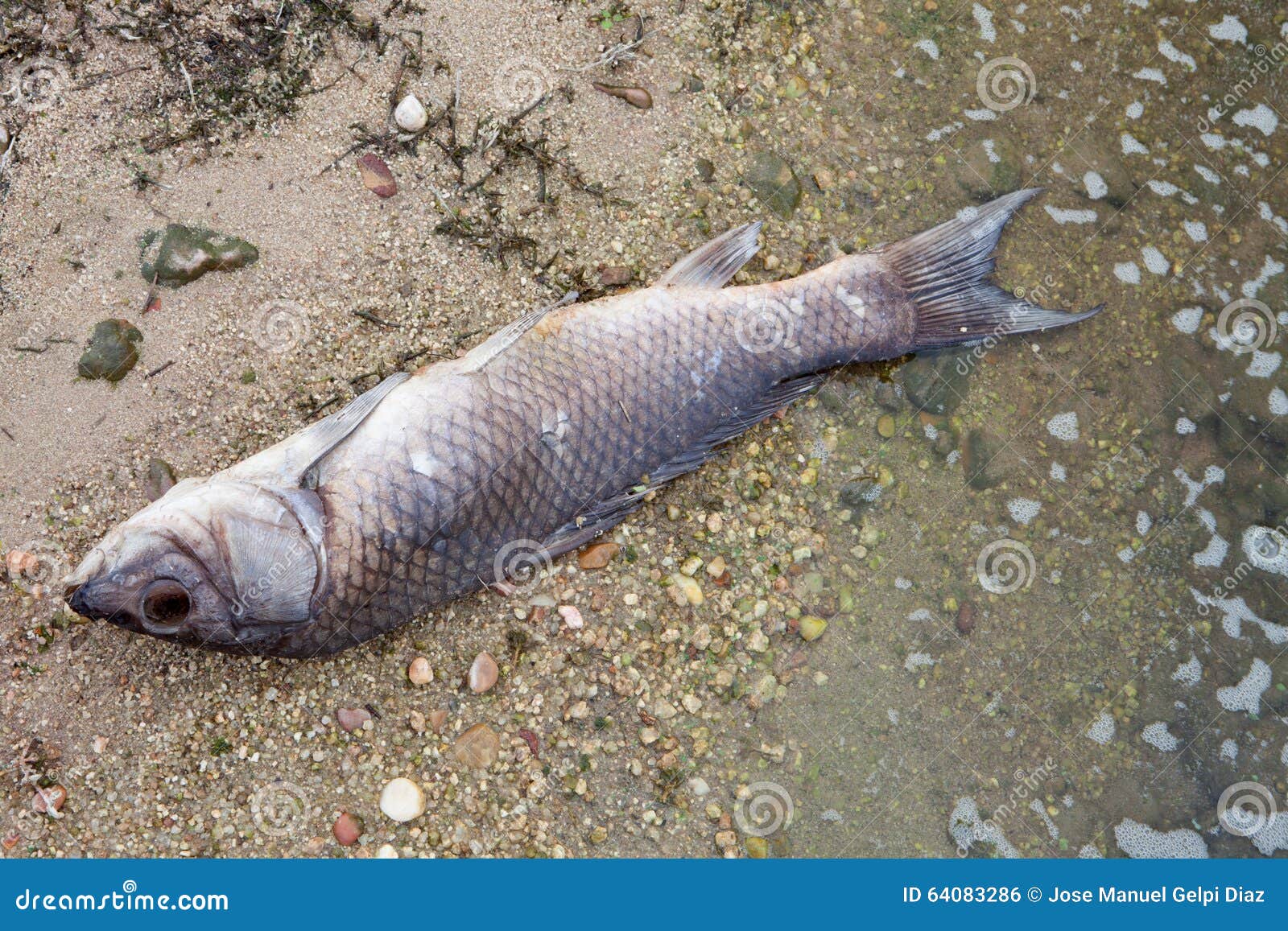 Dead fish stock photo. Image of animal, carp, natural - 64083286