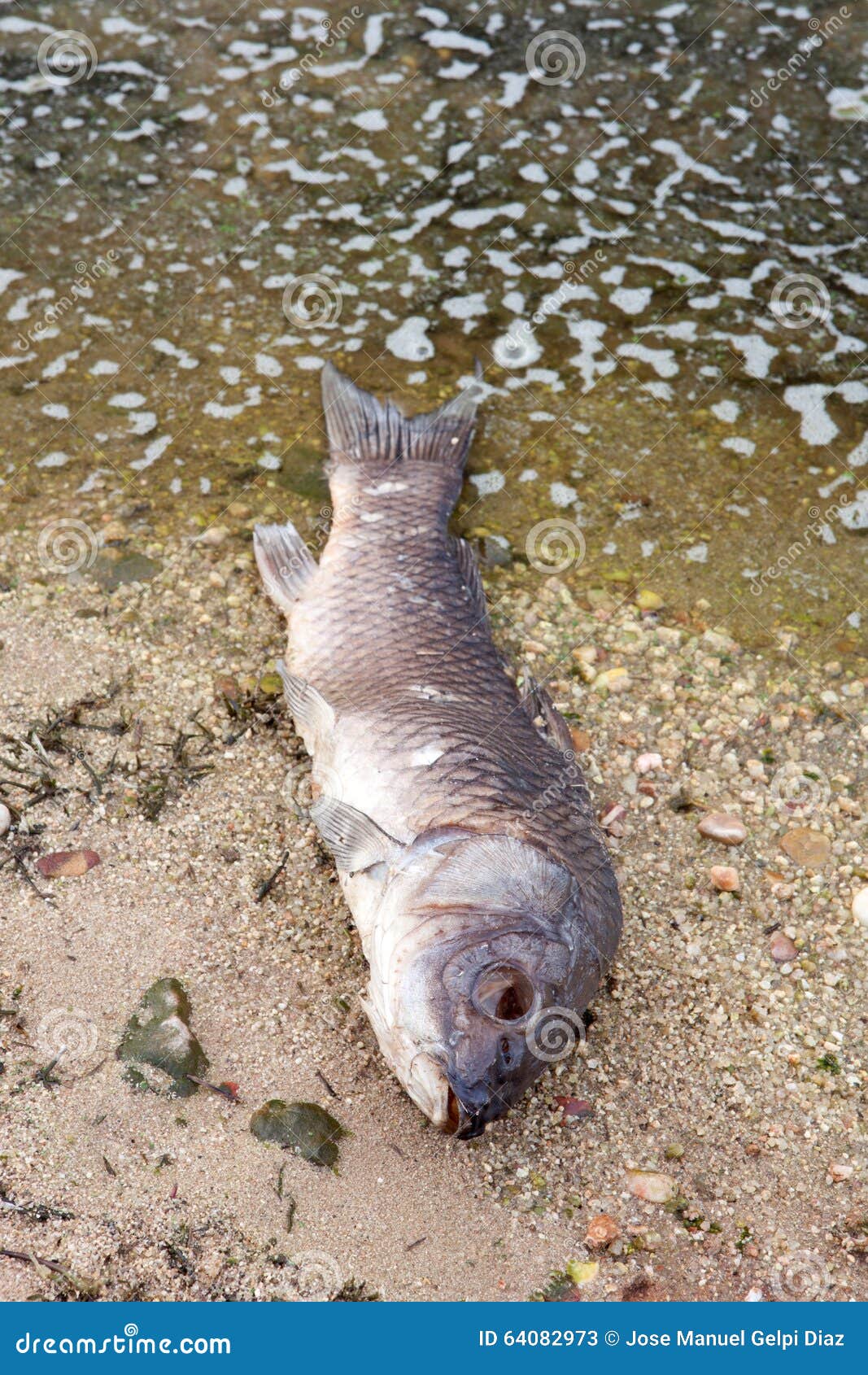 Dead Fish on the Shore of a Lake Stock Image - Image of nature, dirty ...