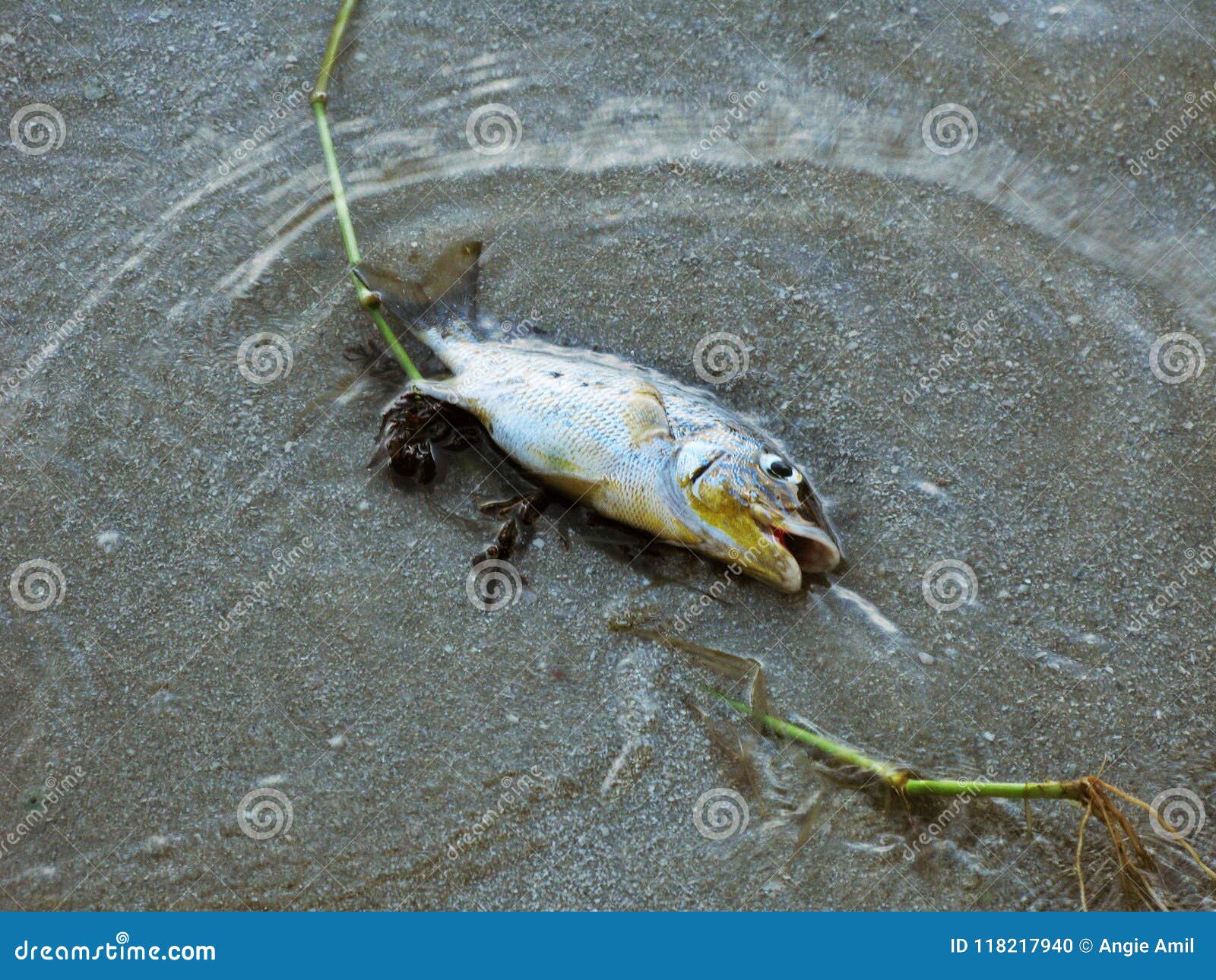 Dead Fish on Shore stock photo. Image of shore, fish - 118217940