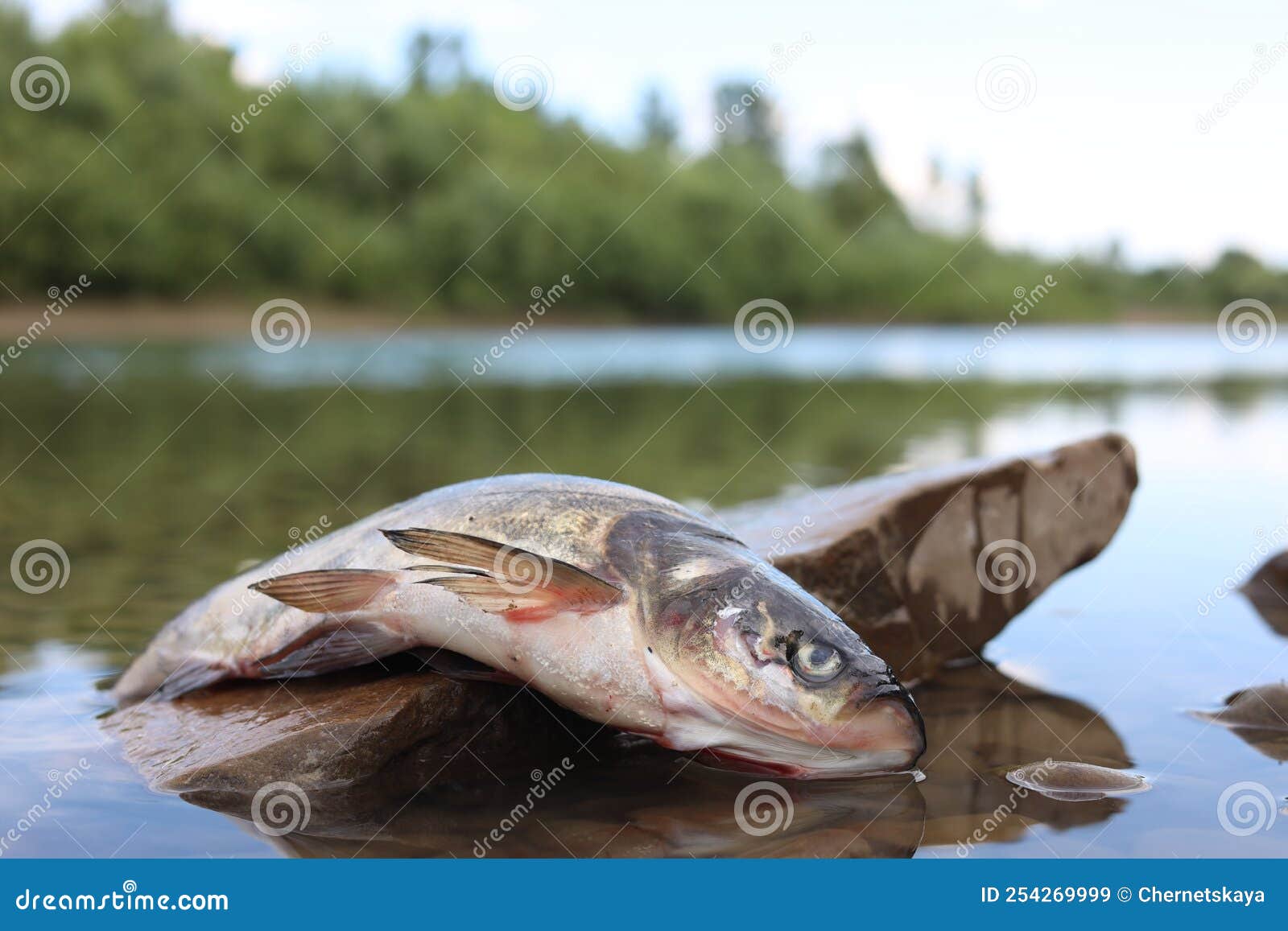 Dead Fish on Stone in River, Closeup. Environmental Pollution Concept ...