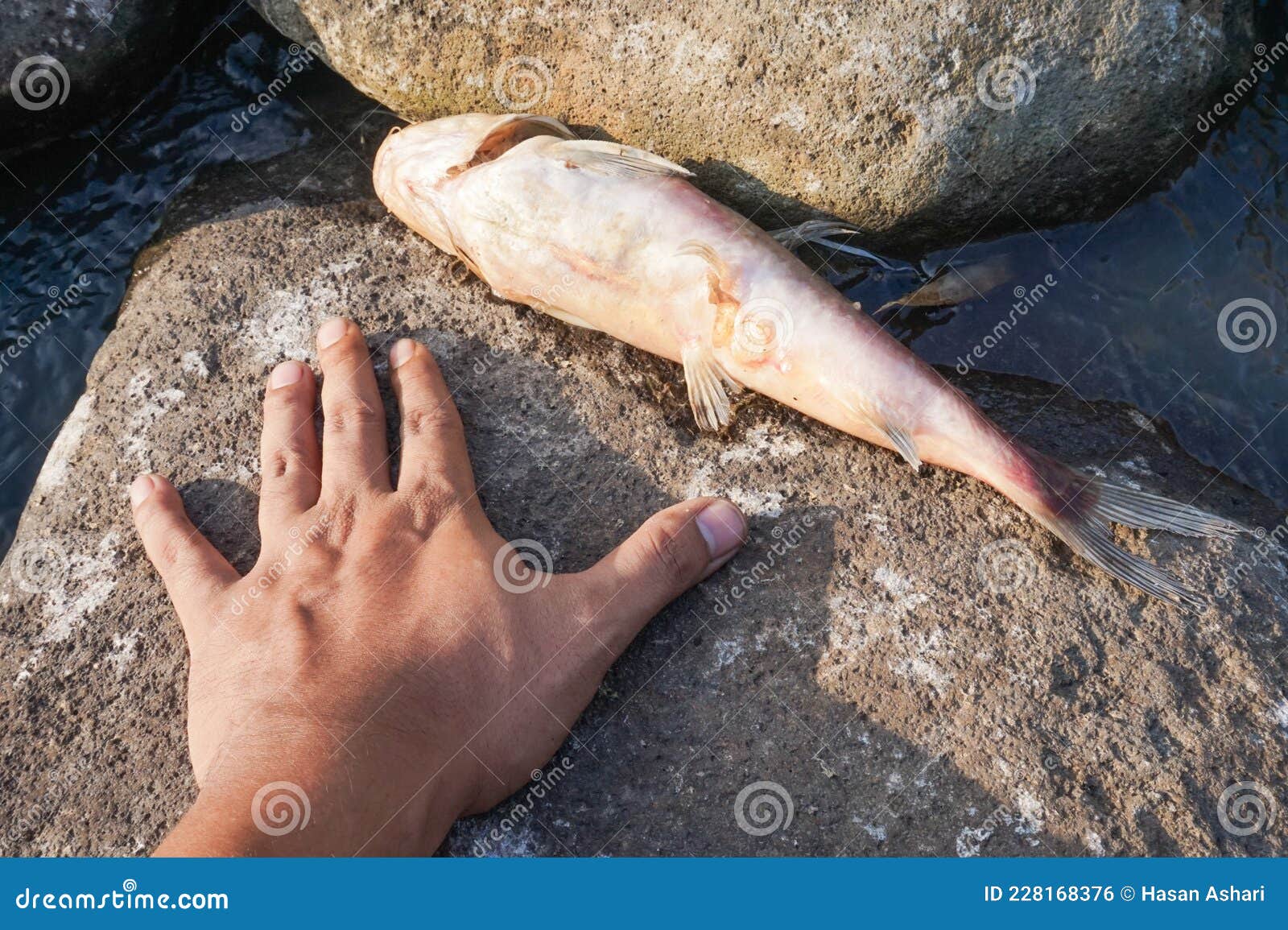 Dead Fish Stranded between Rocks and Water. Dead Fish by the River ...