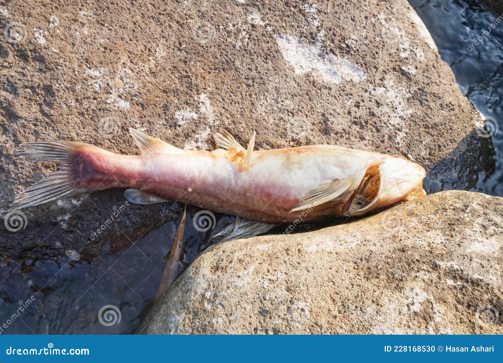 Dead Fish Stranded between Rocks and Water. Dead Fish by the River ...