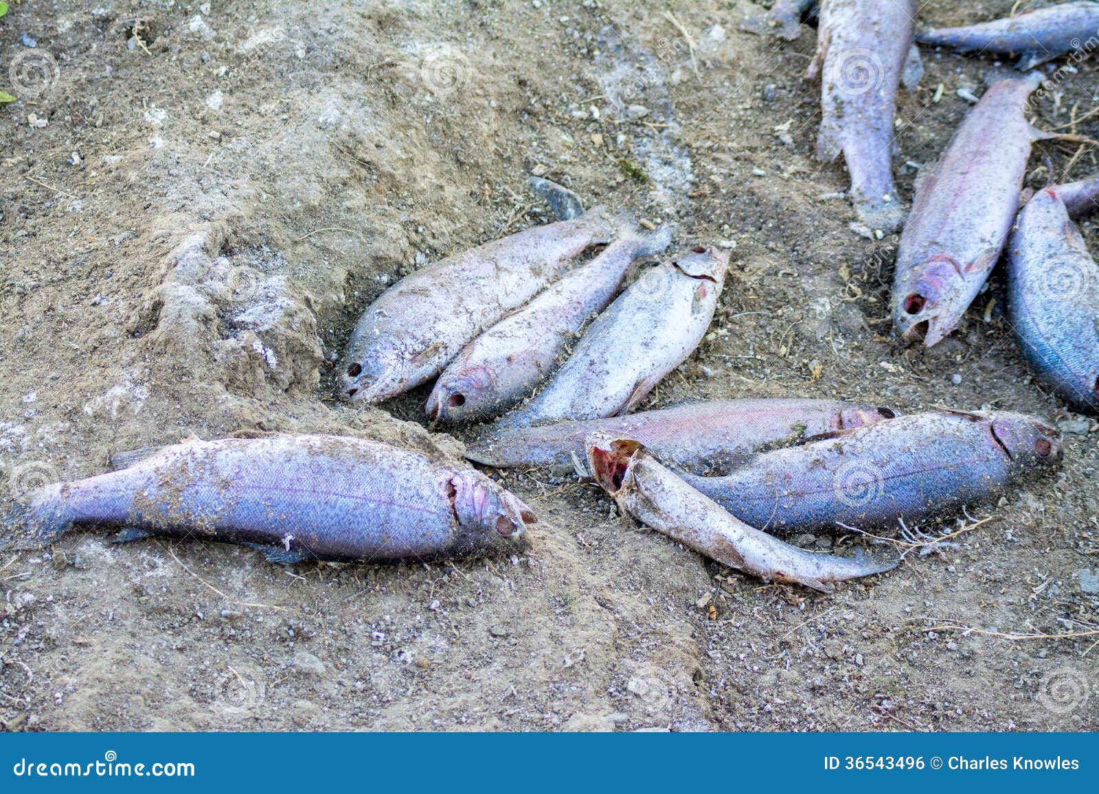 Dead Fish Thrown on the Ground Stock Photo - Image of fins, eyes: 36543496