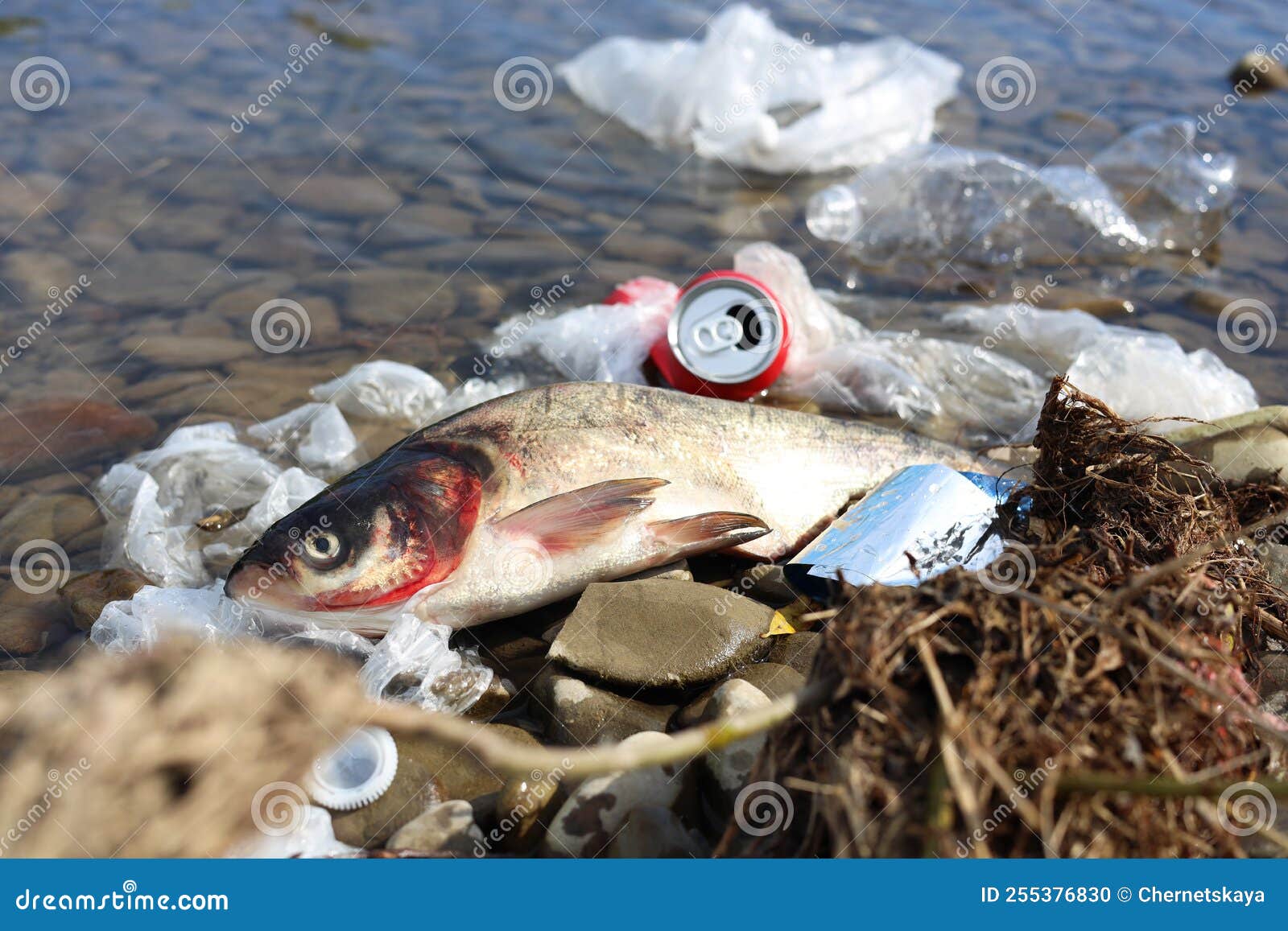 Dead Fish among Trash Near River. Environmental Pollution Concept Stock ...