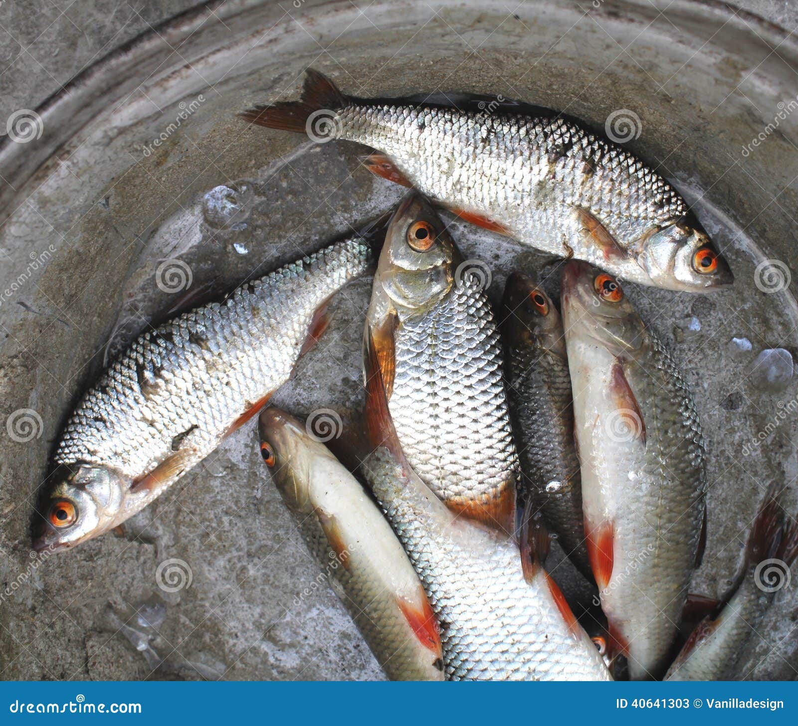 Dead fish up close stock image. Image of eating, catch - 40641303