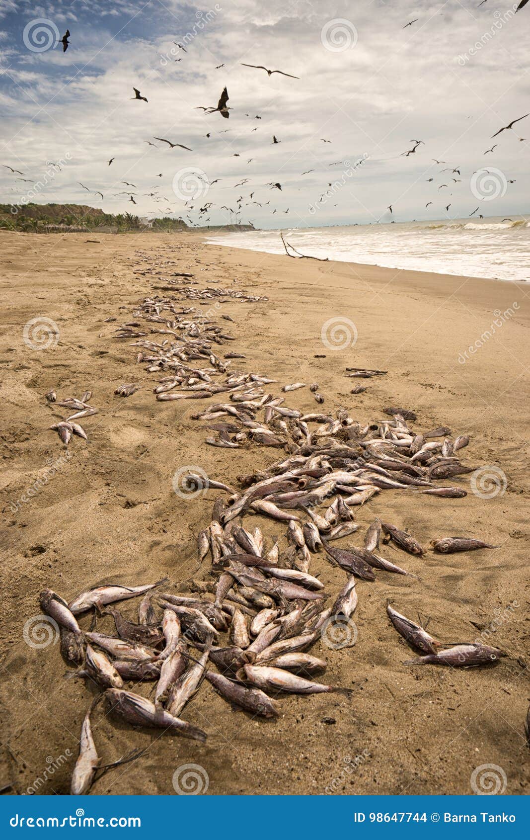 Dead Fish Washed Up on Beach Stock Photo - Image of zorritos, fish ...