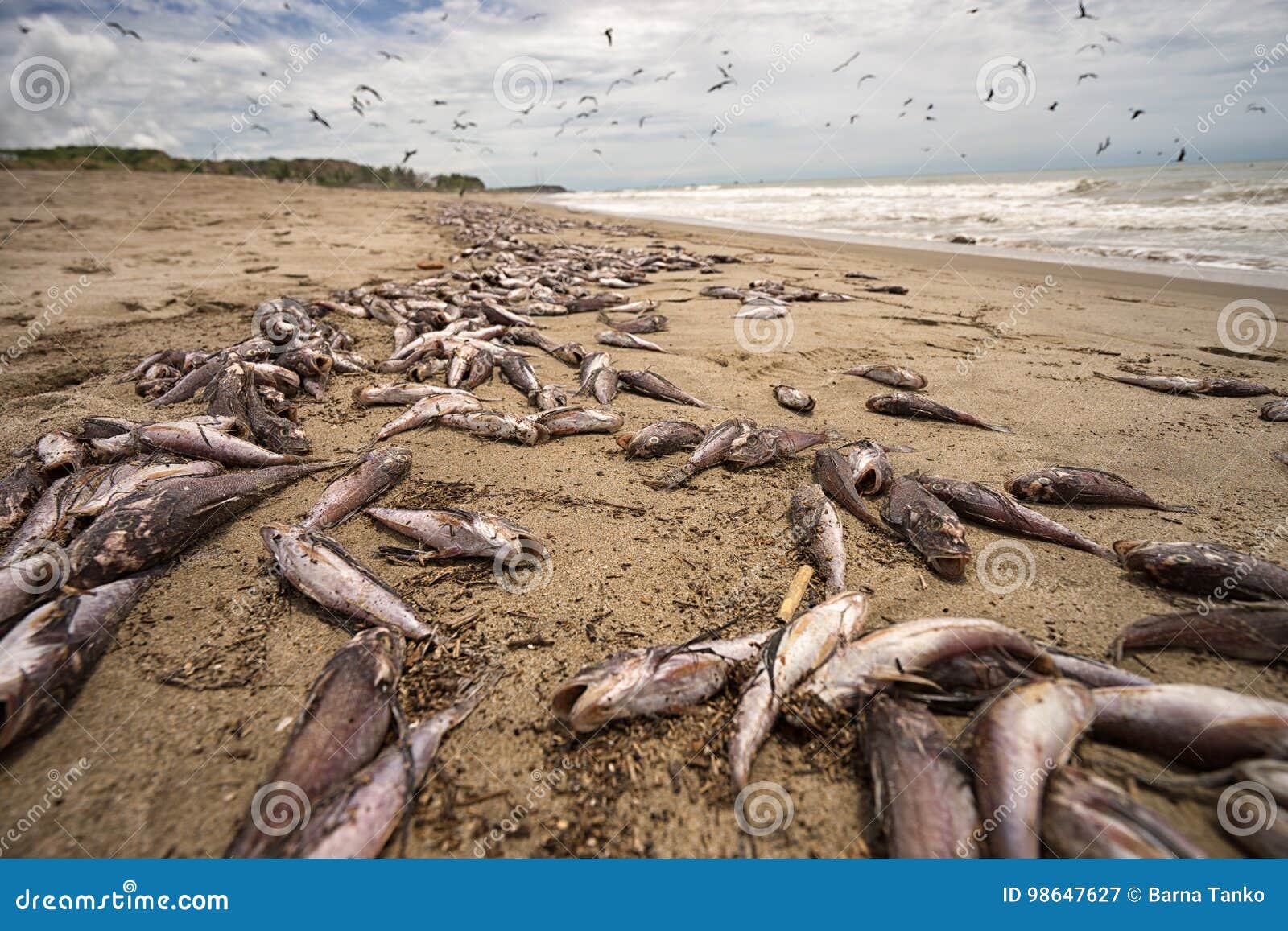Dead Fish Washed Up on Beach in Zorritos Peru Stock Image - Image of ...