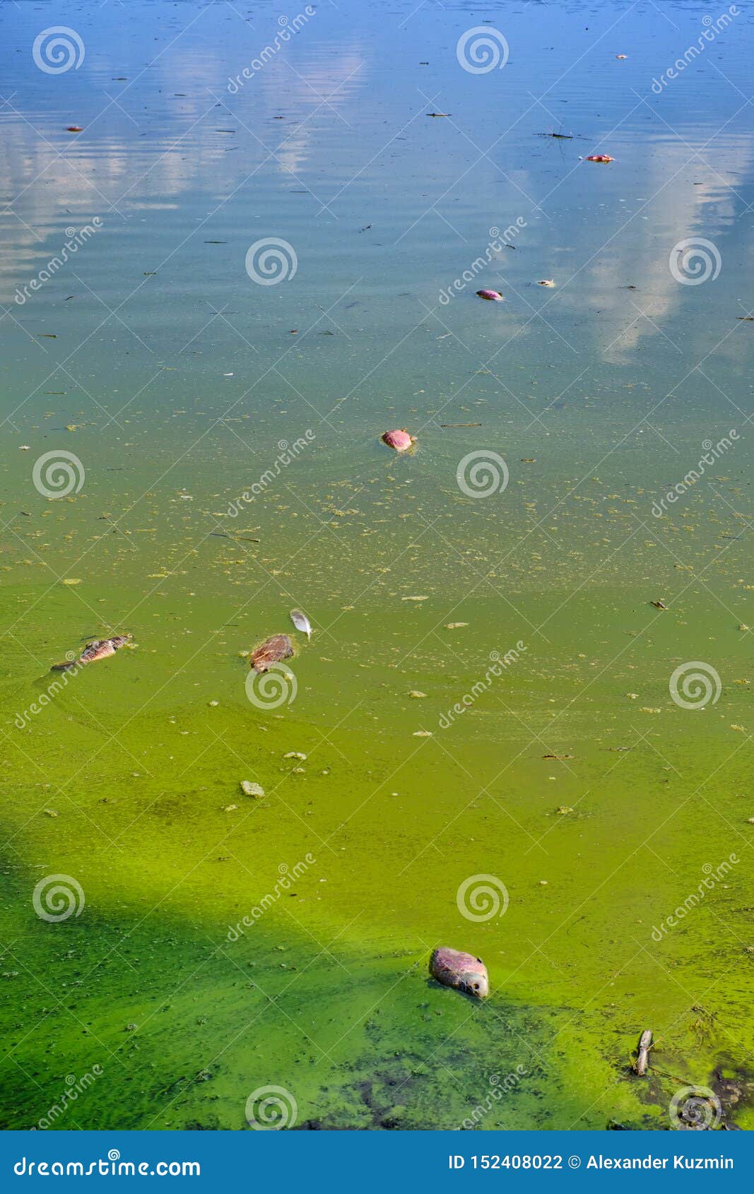 Dead Fish in the Waste Lake of Urban Park. Environmental Problems ...