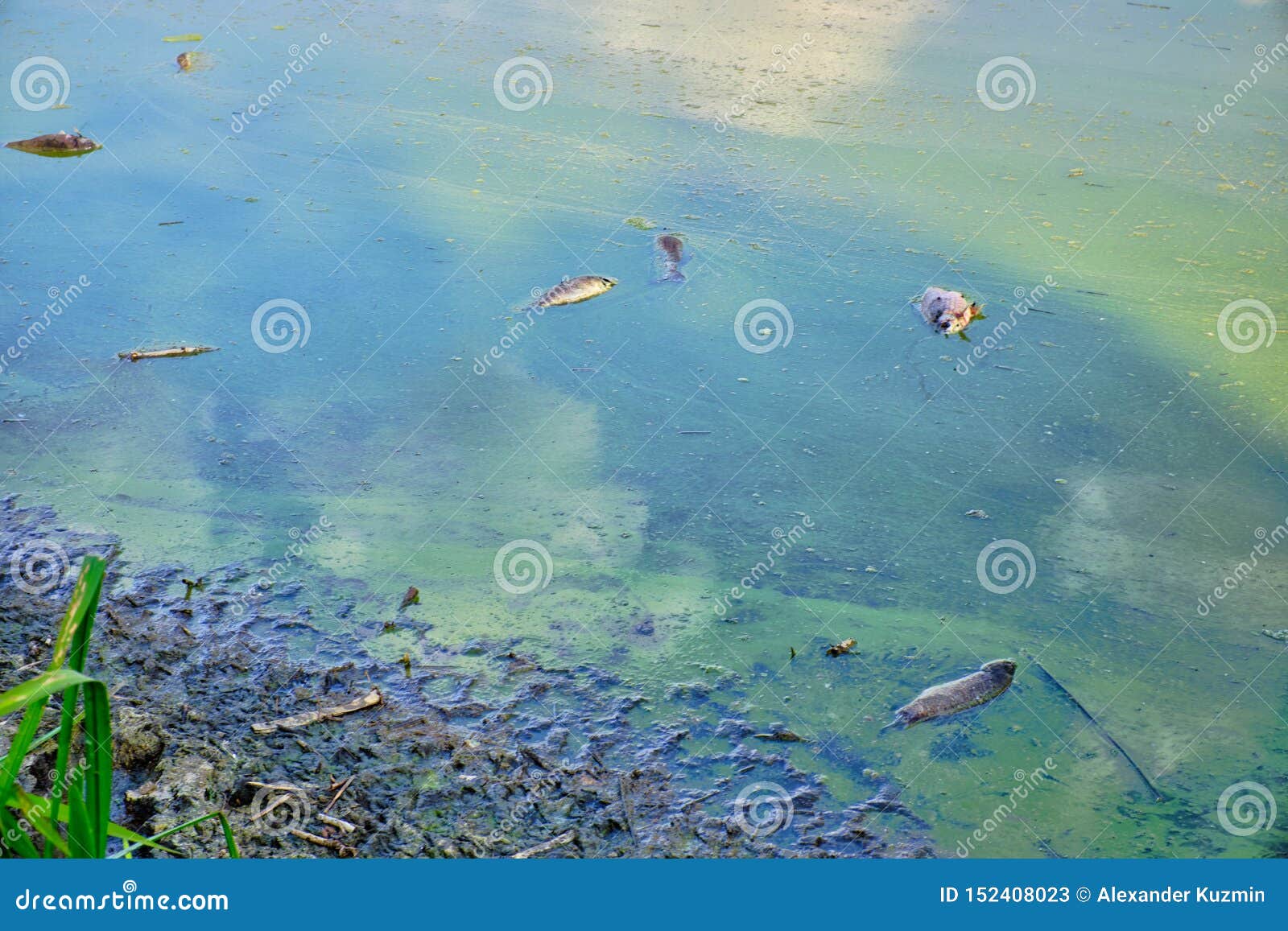 Dead Fish In The Waste Lake Of Urban Park. Environmental Problems ...