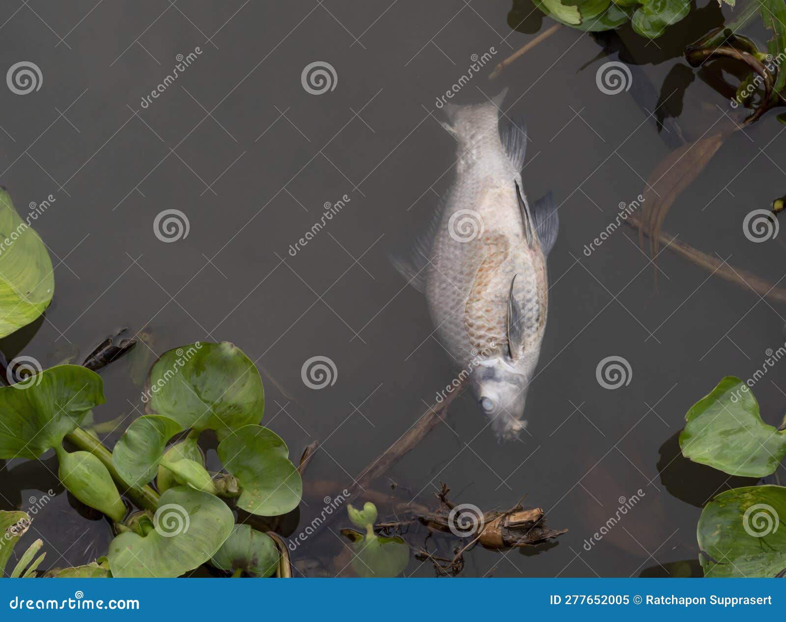 Dead fish on waste water stock image. Image of environmental - 277652005