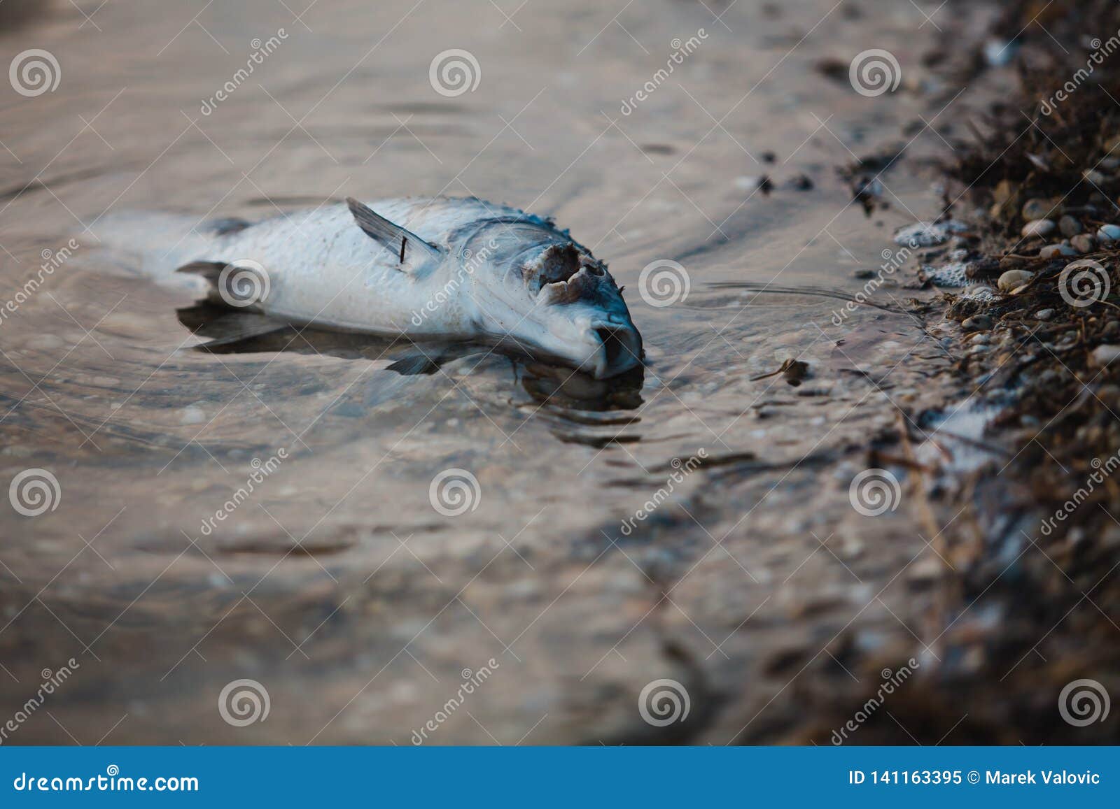 Dead Fish on the Waterside - Environmental Pollution Stock Image ...