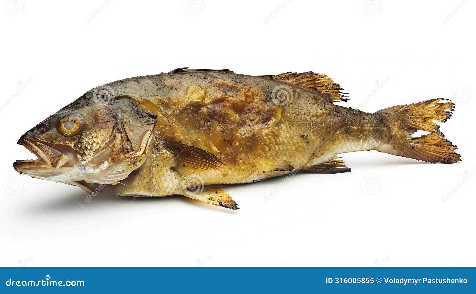 A Dead Fish on a White Background Stock Image - Image of background ...