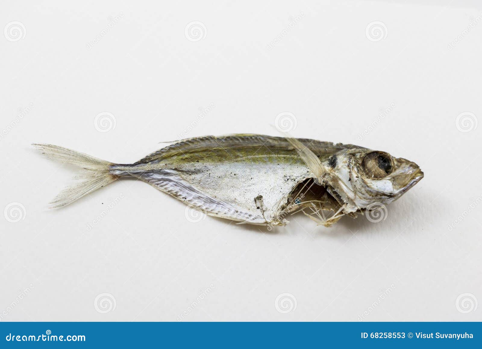 Dead Fish in White Background. Stock Image - Image of bone, freshness ...