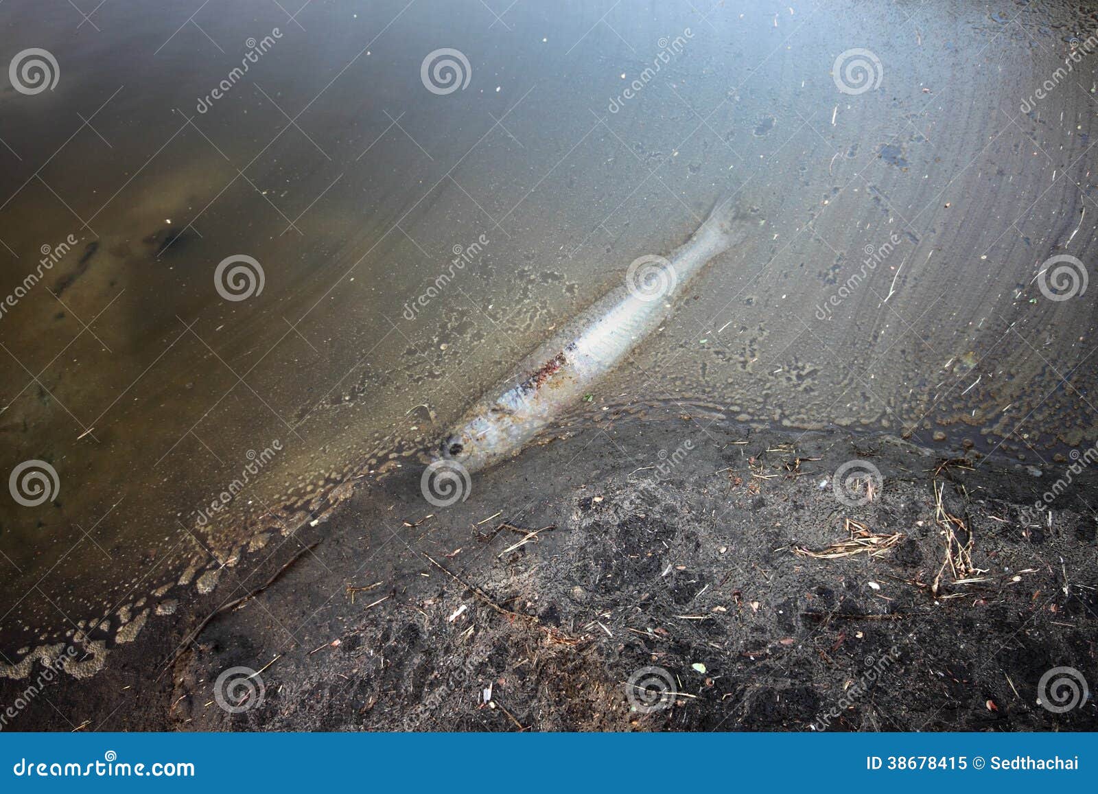 Dead fish stock image. Image of pollution, dead, safety - 38678415