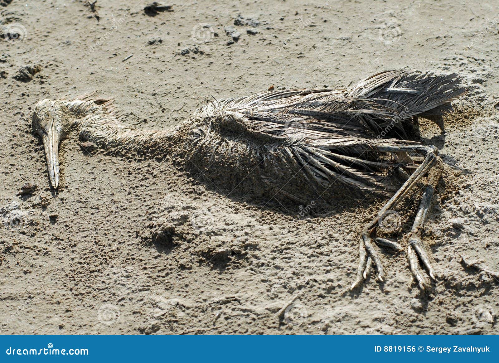The dead flamingo stock photo. Image of soil, death, ecology - 8819156