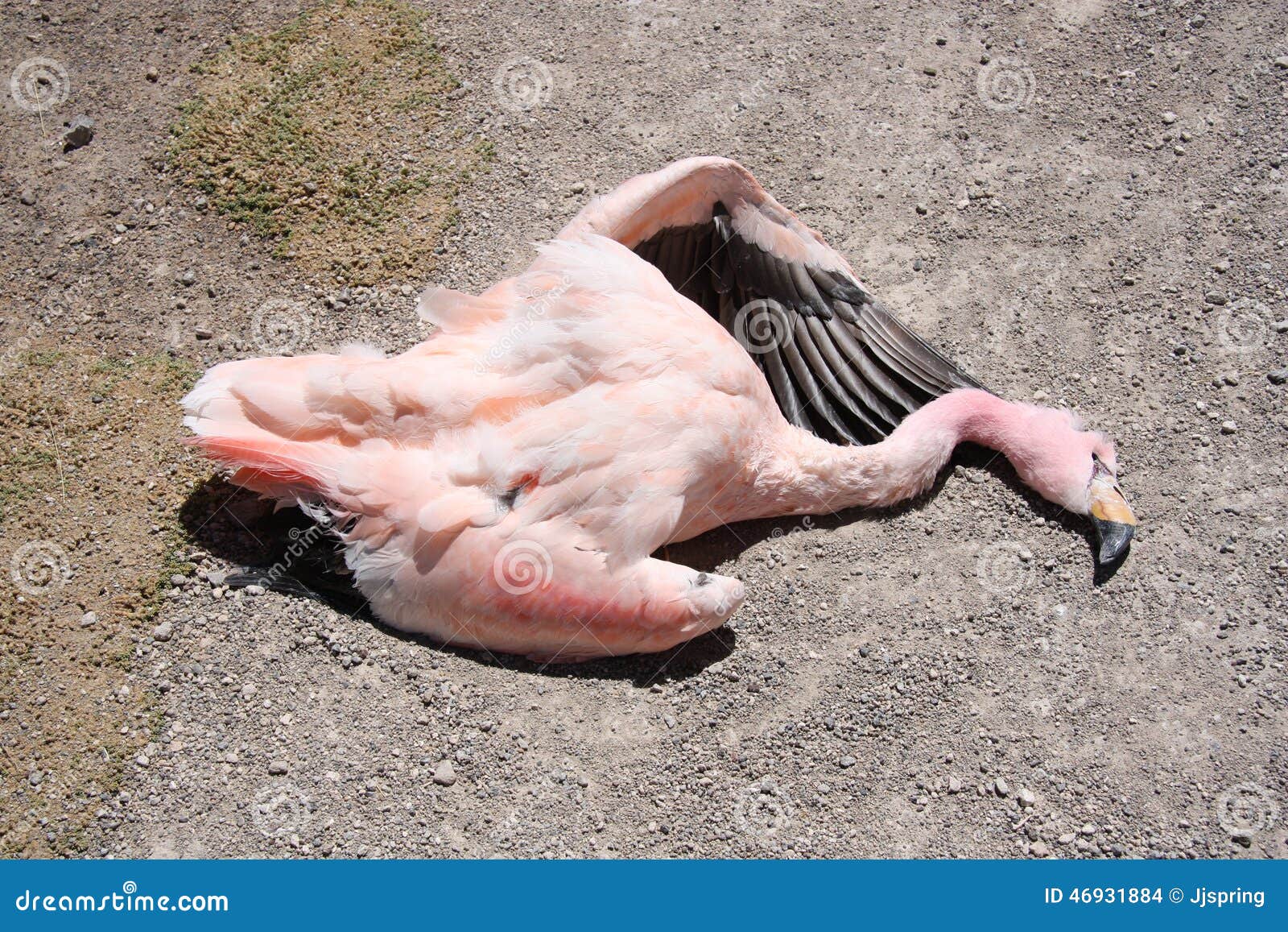 Dead flamingo stock photo. Image of earth, animal, body - 46931884