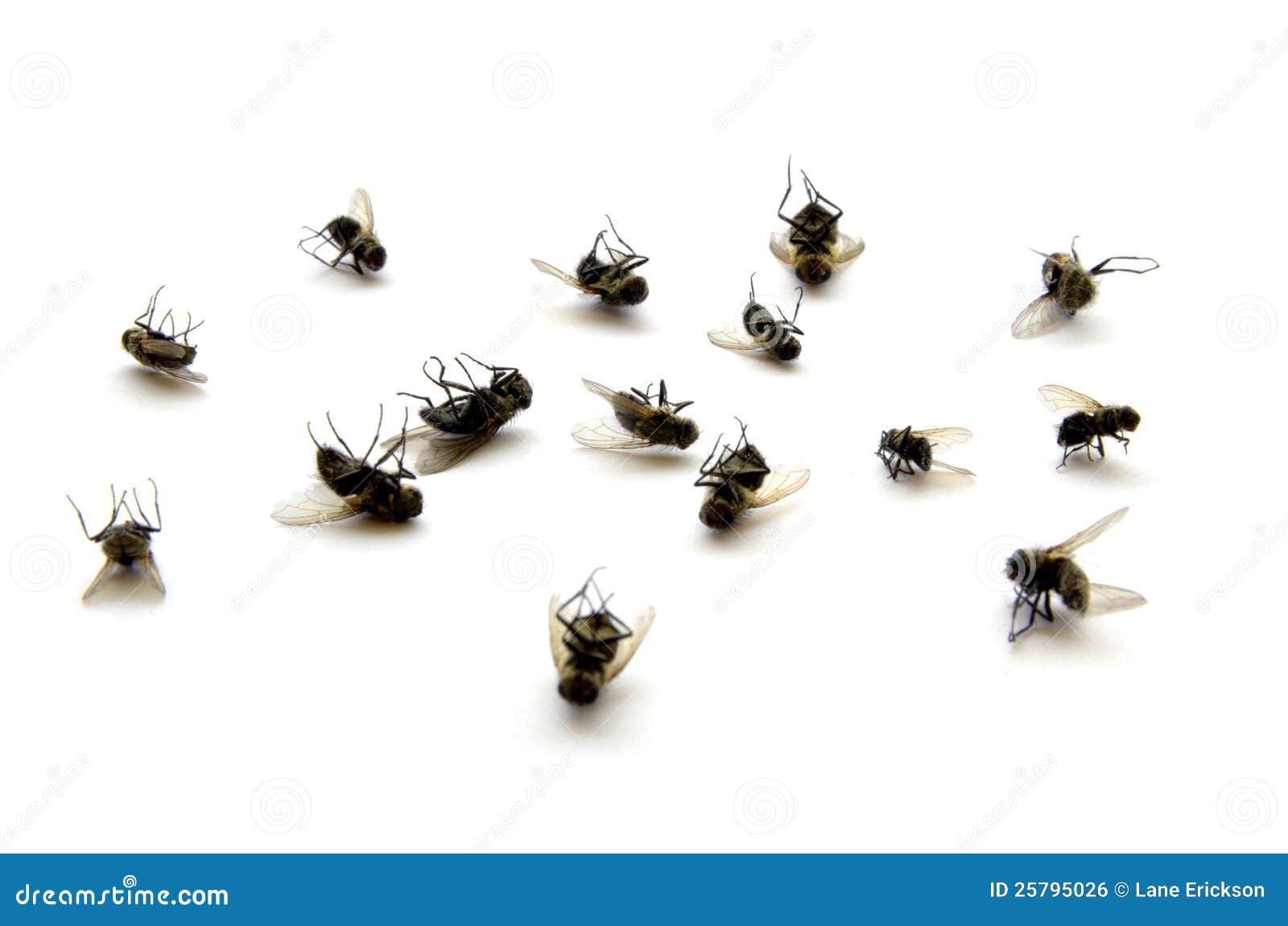Dead Flies stock photo. Image of life, housefly, animal - 25795026
