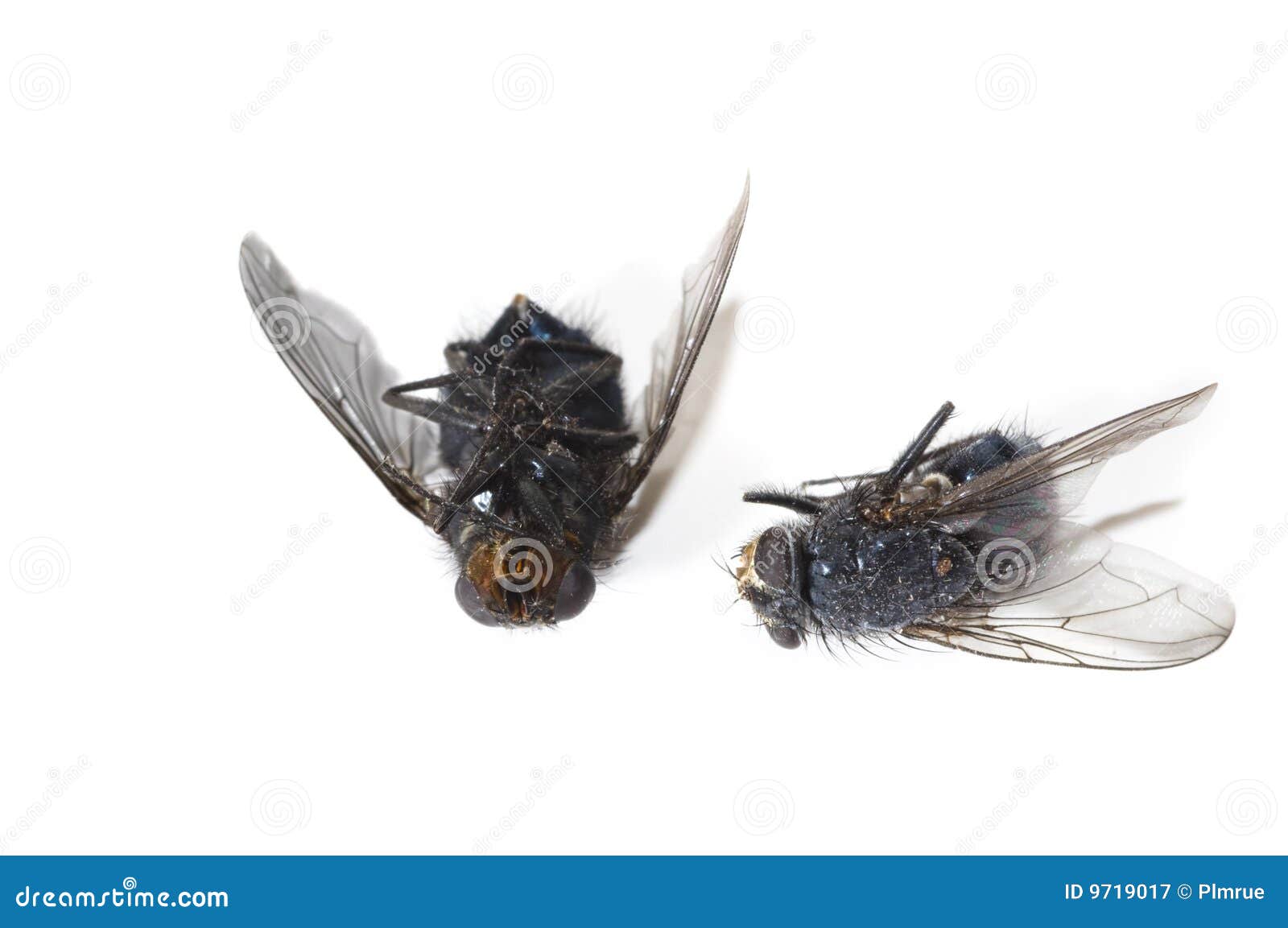 Dead flies stock image. Image of extinct, wings, dead - 9719017