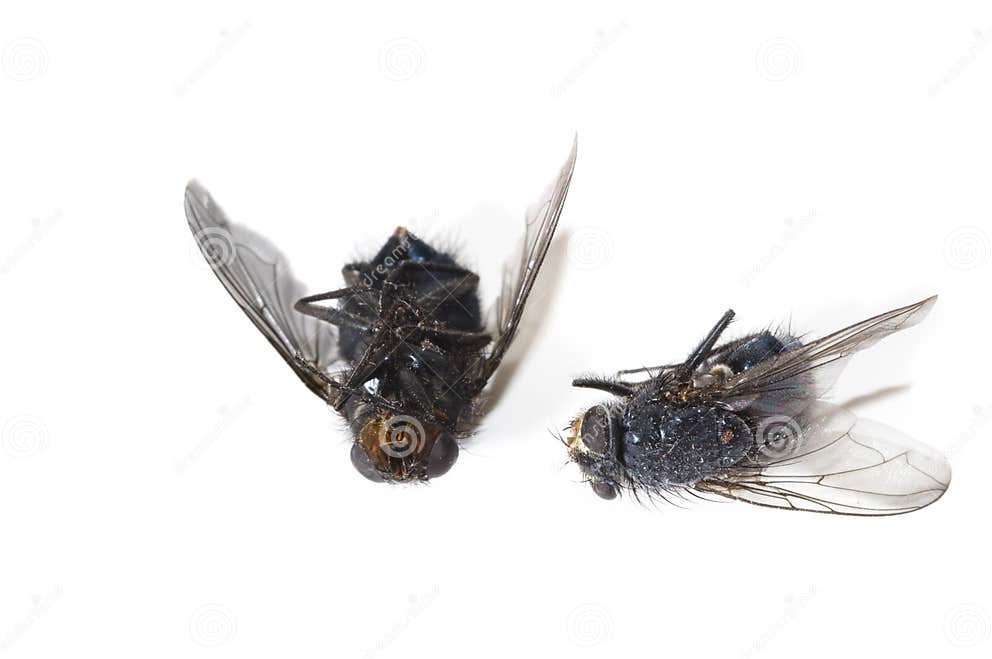 Dead flies stock image. Image of extinct, wings, dead - 9719017