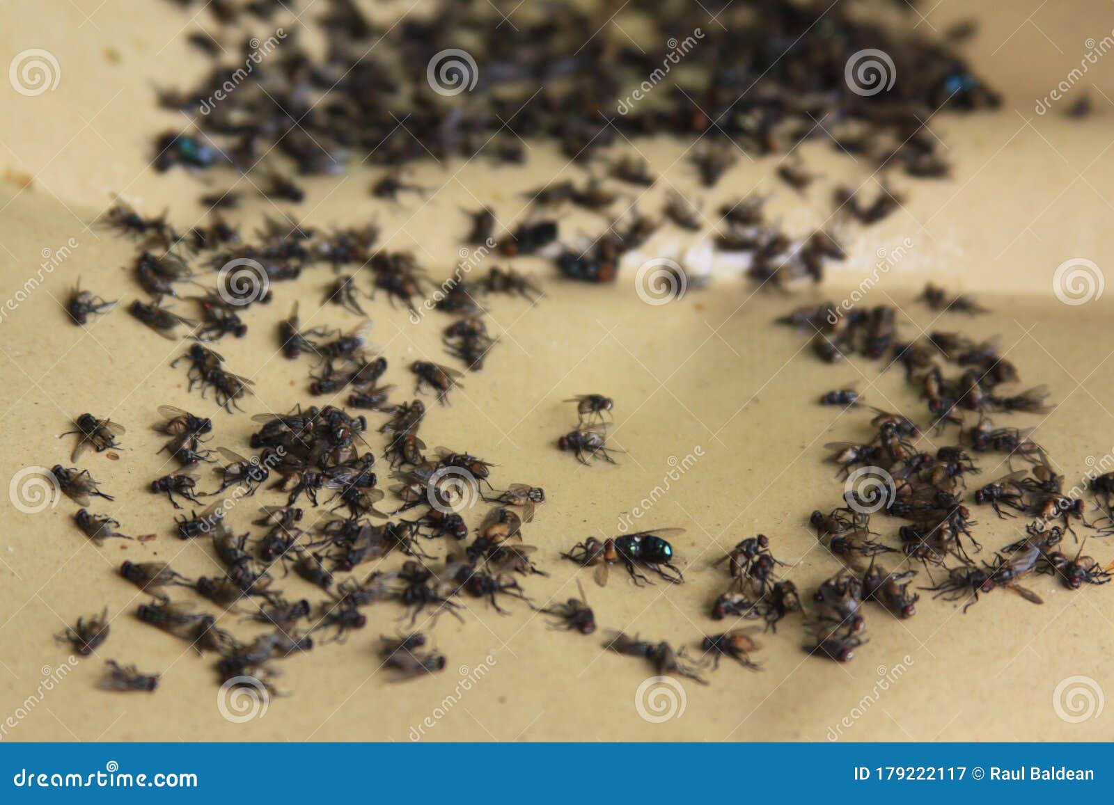 Dead Flies, Insect Control With Chemical Insecticide. Toxic Protection ...