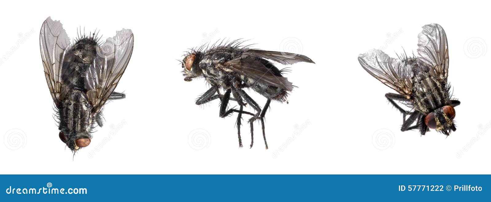 Dead flies stock photo. Image of insect, countryside - 57771222