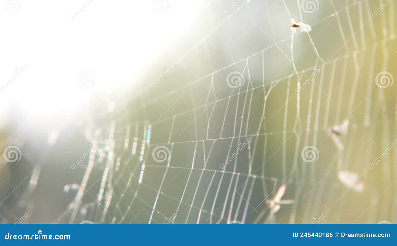 Dead Flies in the Web.Spider Web with Flies. Sacrifice Symbol Stock ...