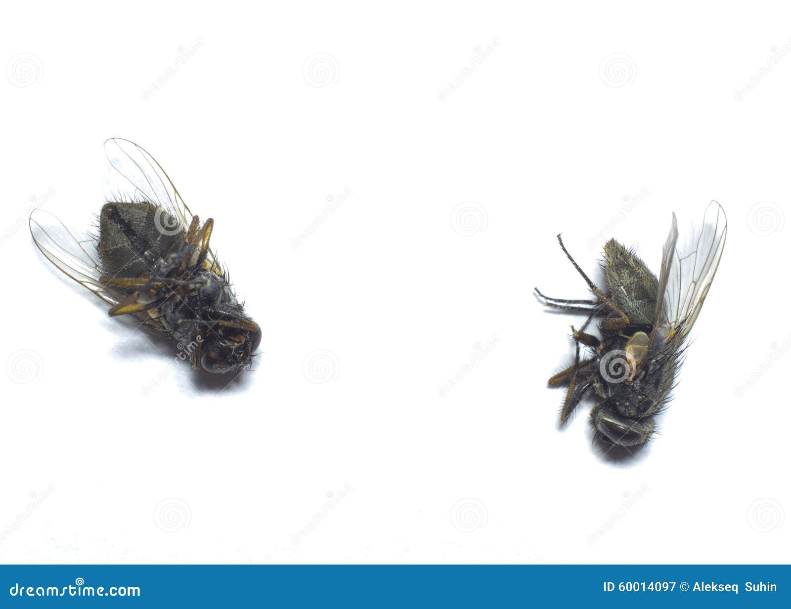 Dead Flies On White Background Stock Image - Image of isolated, wing ...