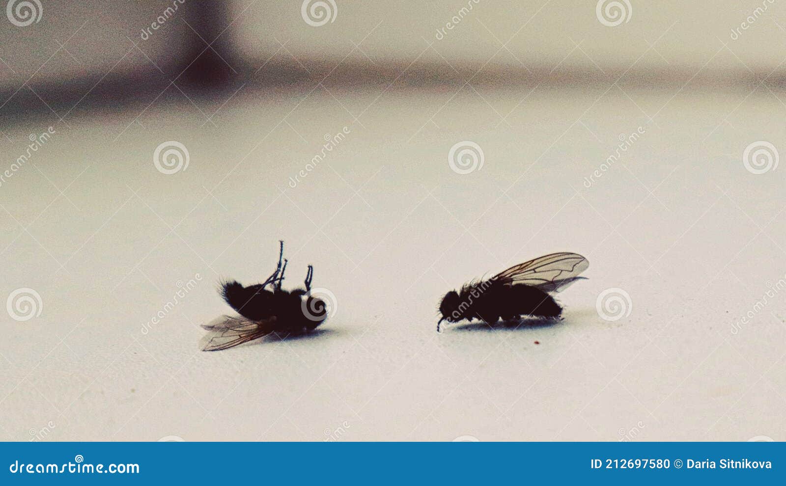 Dead Flies, Insect Control With Chemical Insecticide. Toxic Protection ...